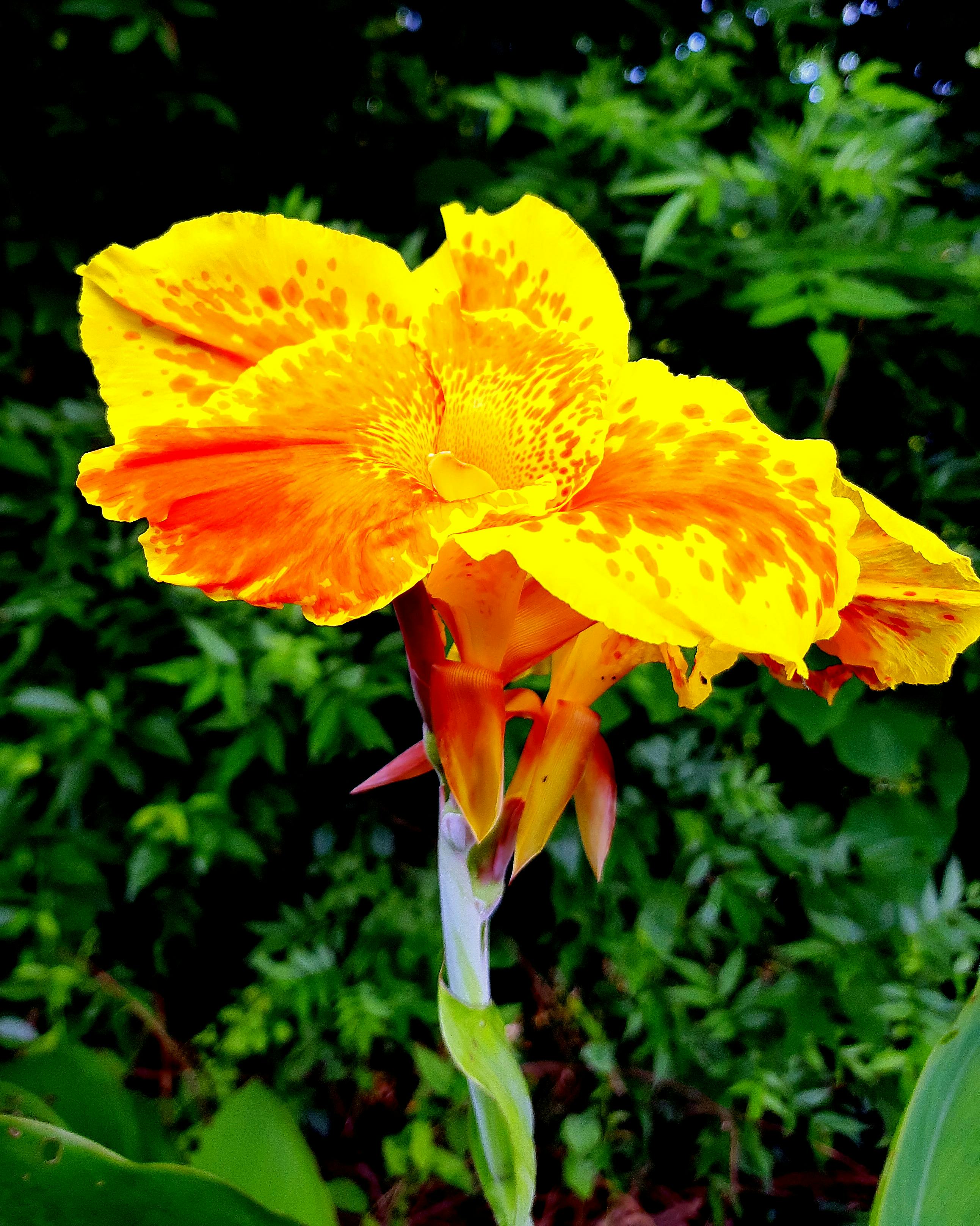 Bhupender Singh Jarial - Photography