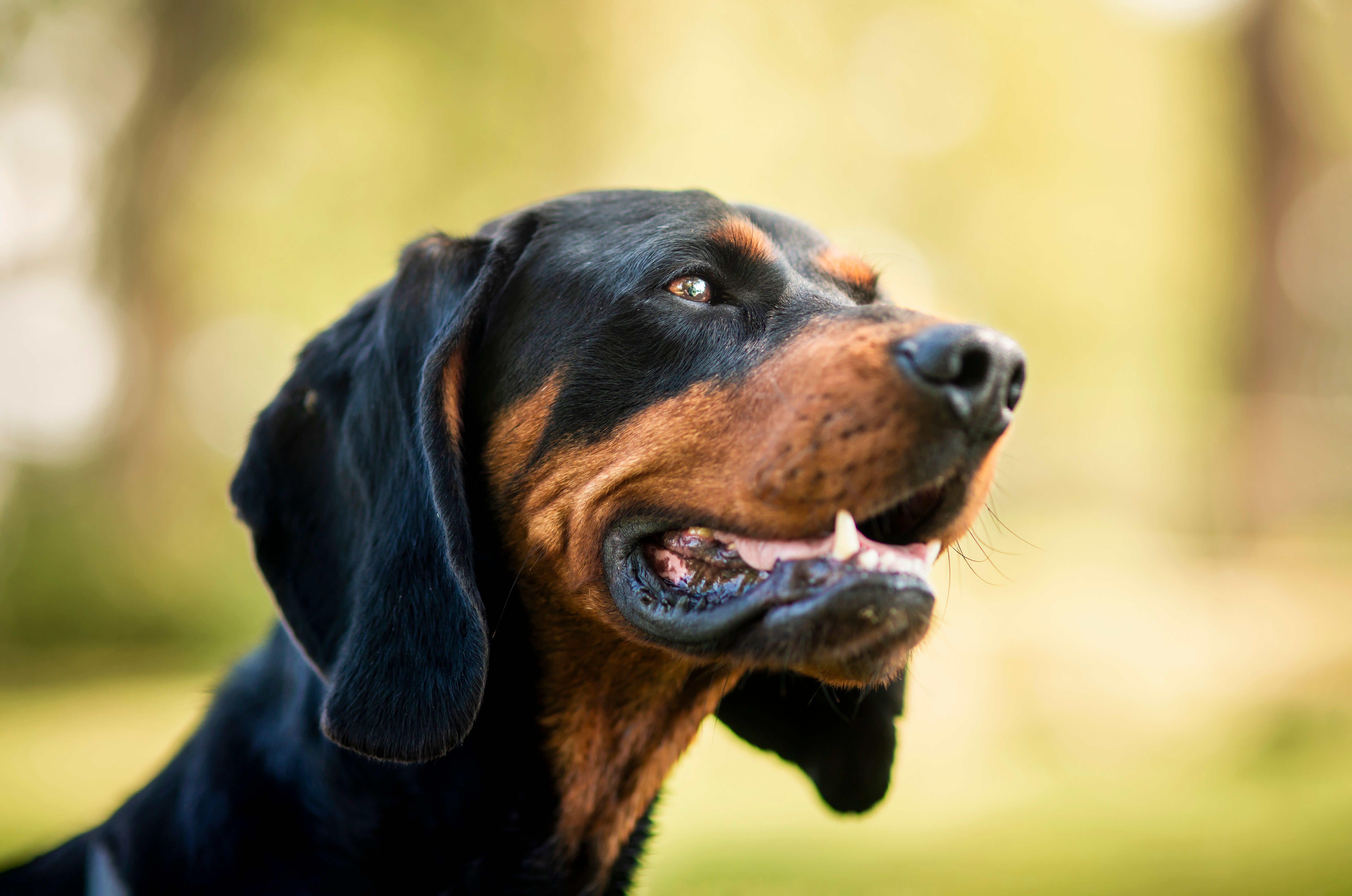 Animal shelter - dog for adoption · Free Stock Photo
