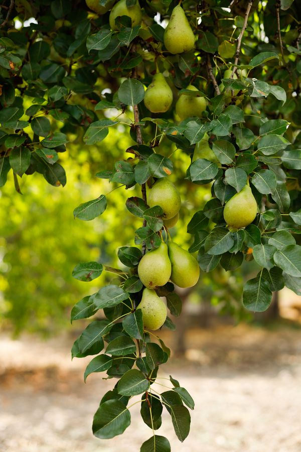 Partridge In A Pear Tree Photos, Download The BEST Free Partridge In A ...