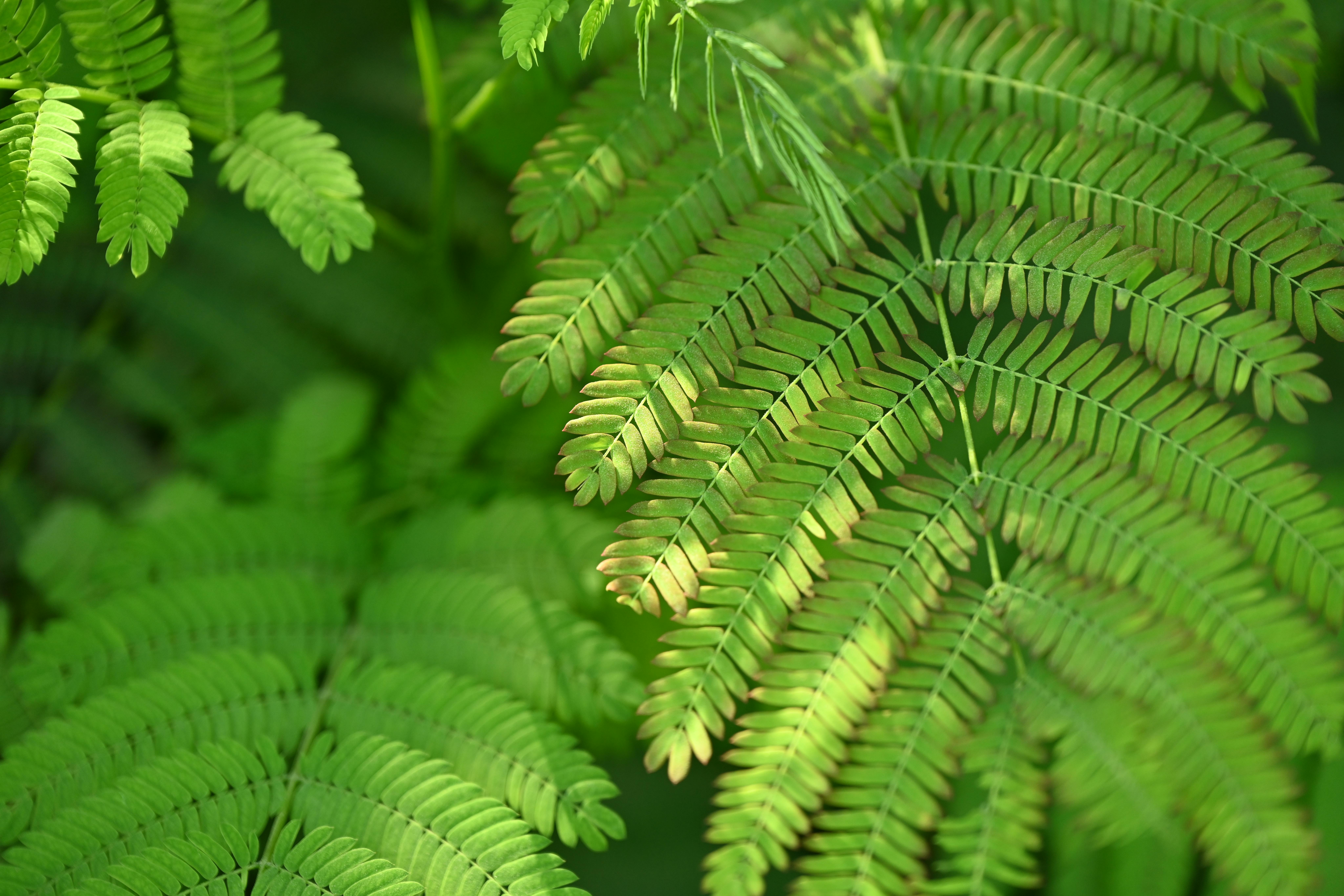 Green Fan Leaf Plant · Free Stock Photo