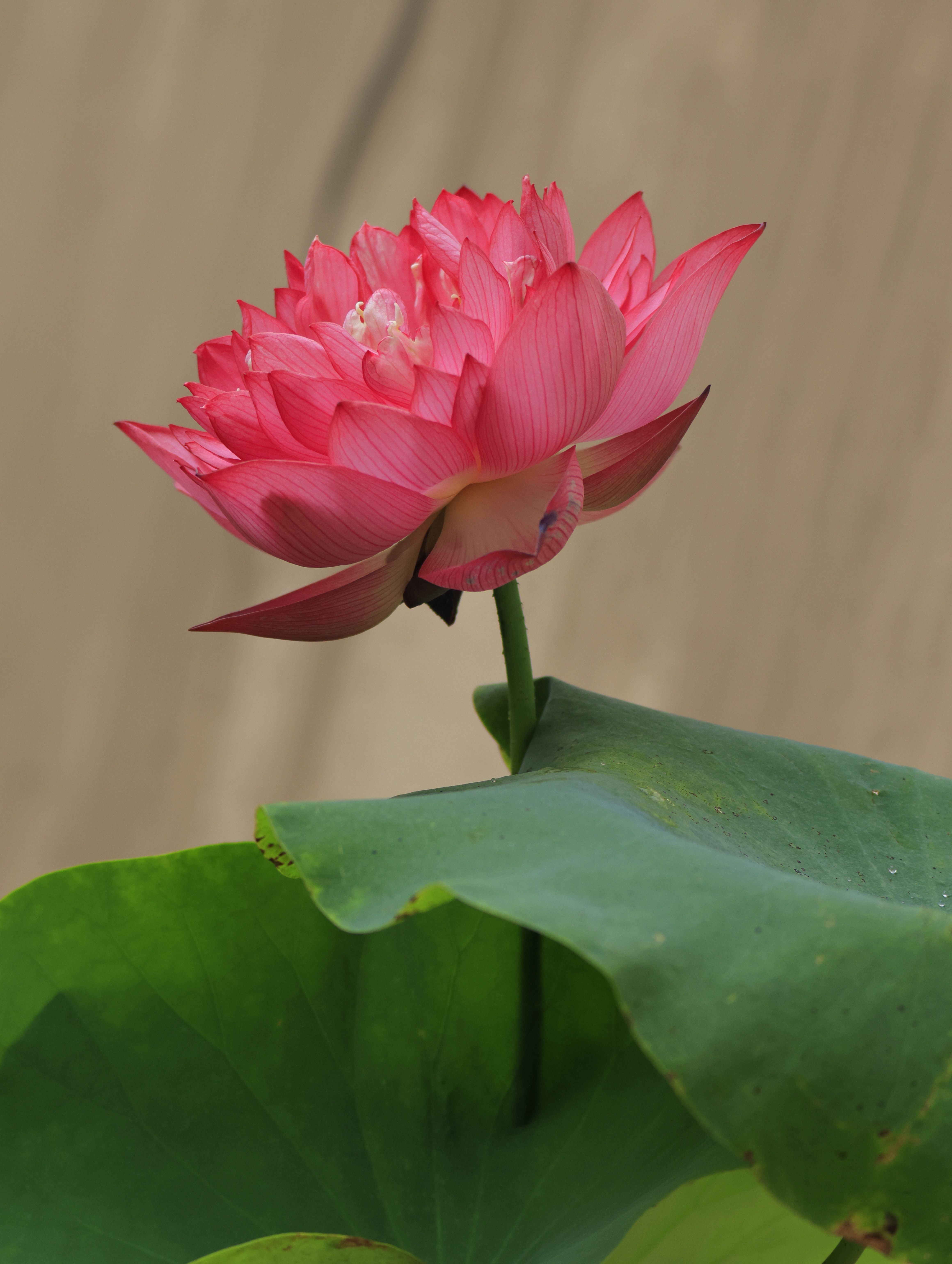 Fiume Padma Photos, Download The BEST Free Fiume Padma Stock Photos ...