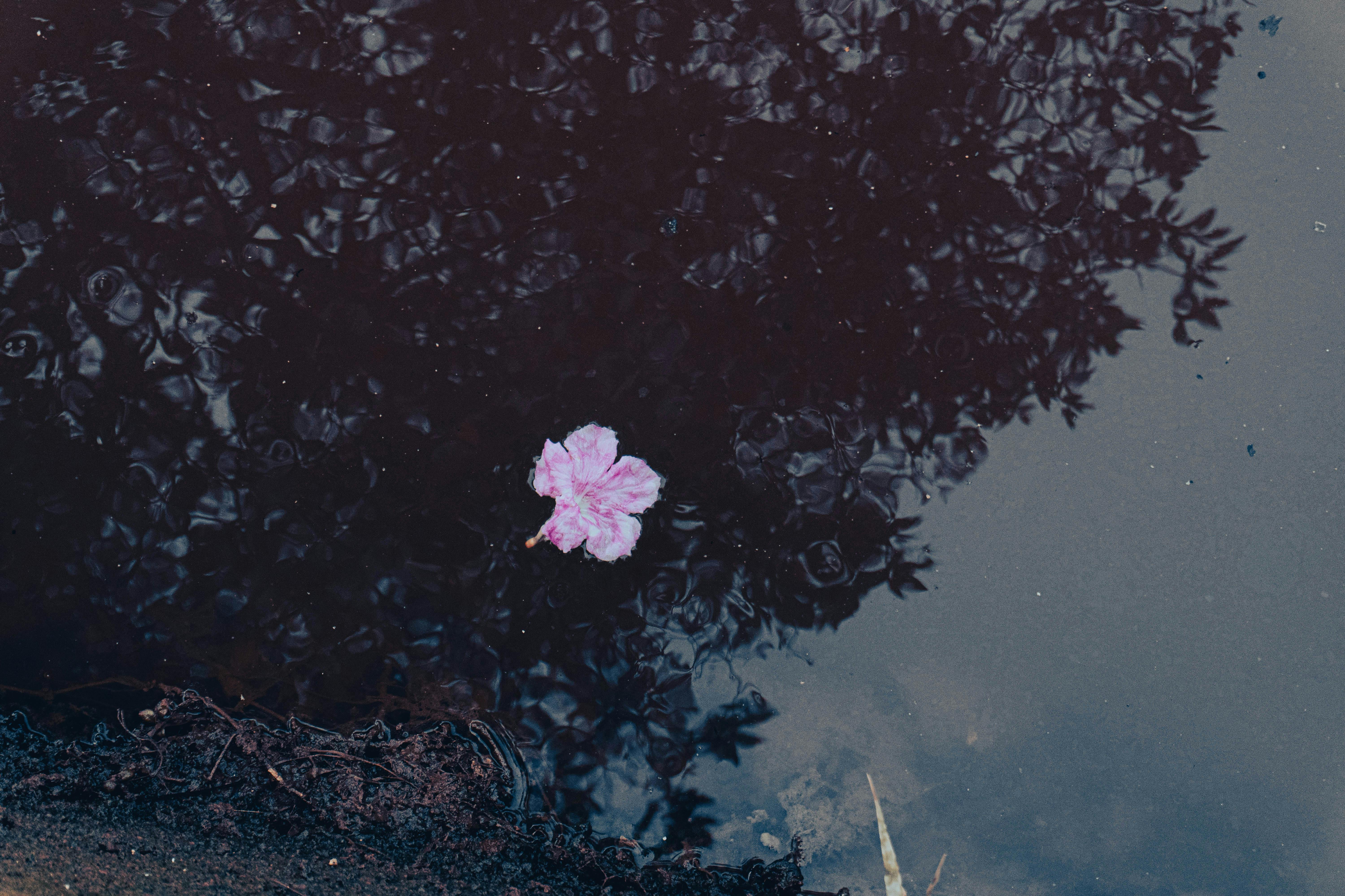 A flower floating in a puddle of water · Free Stock Photo