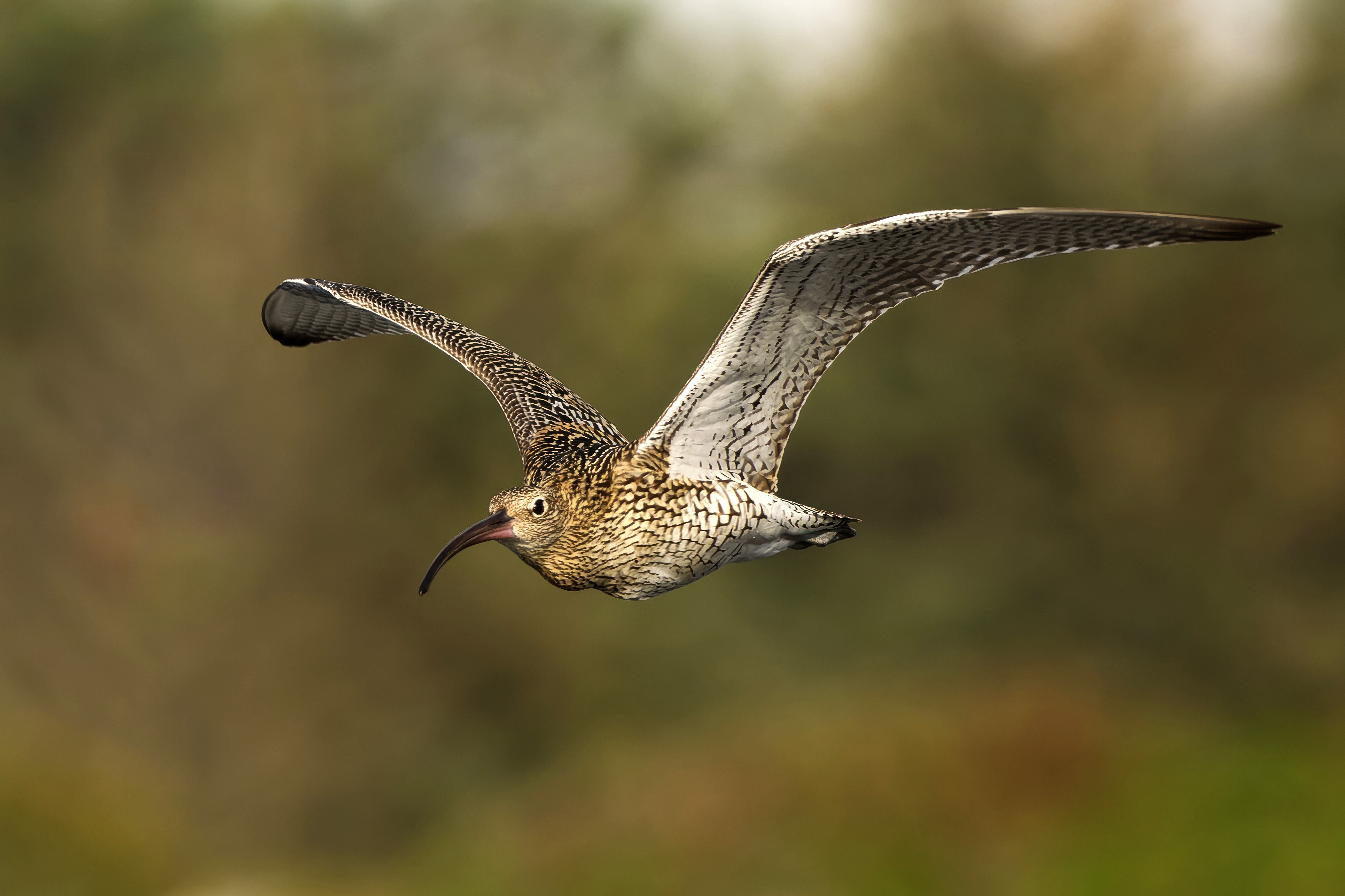 A bird flying through the air with its wings spread · Free Stock Photo