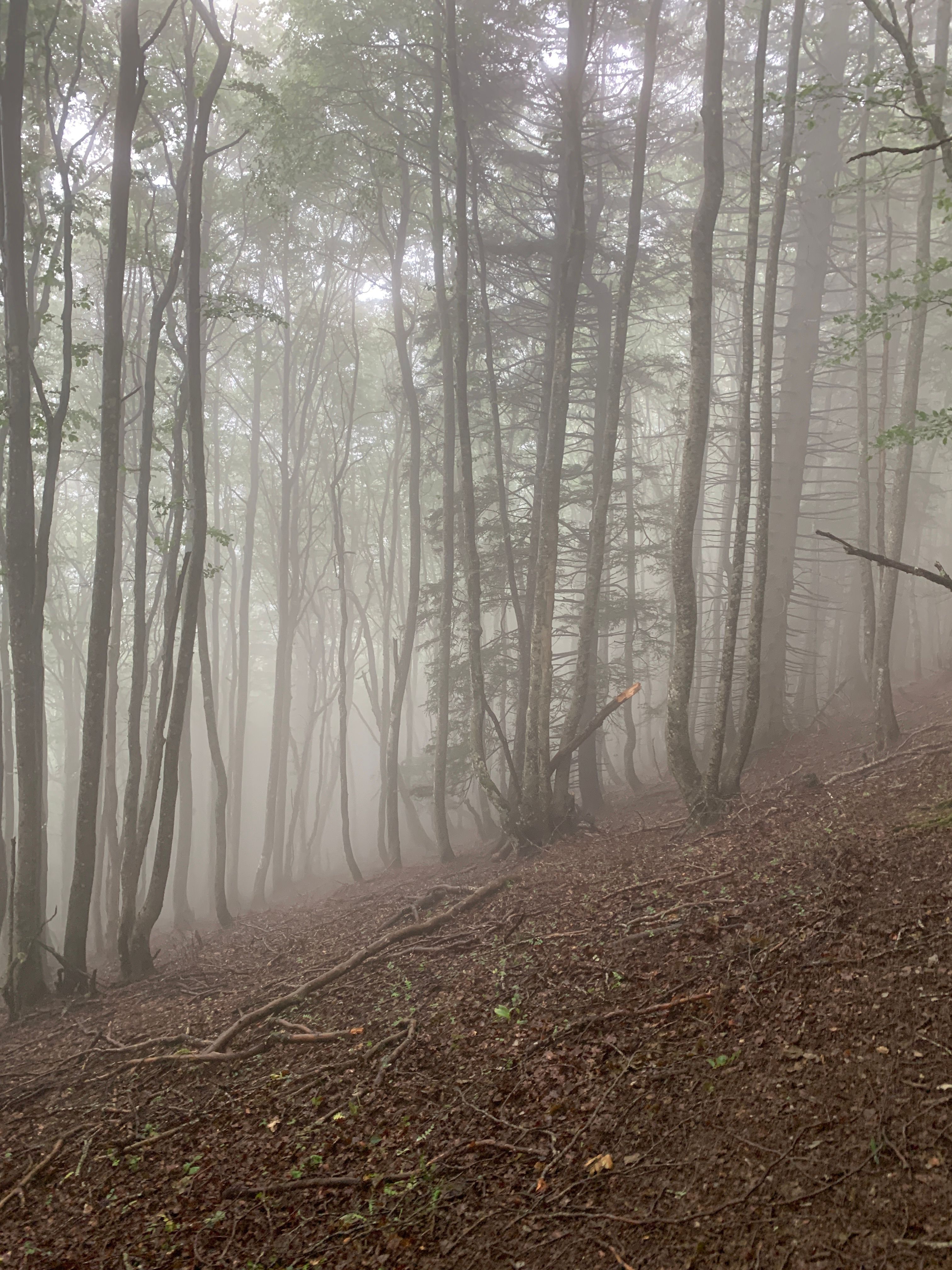 Trees on Forest at Daytime · Free Stock Photo