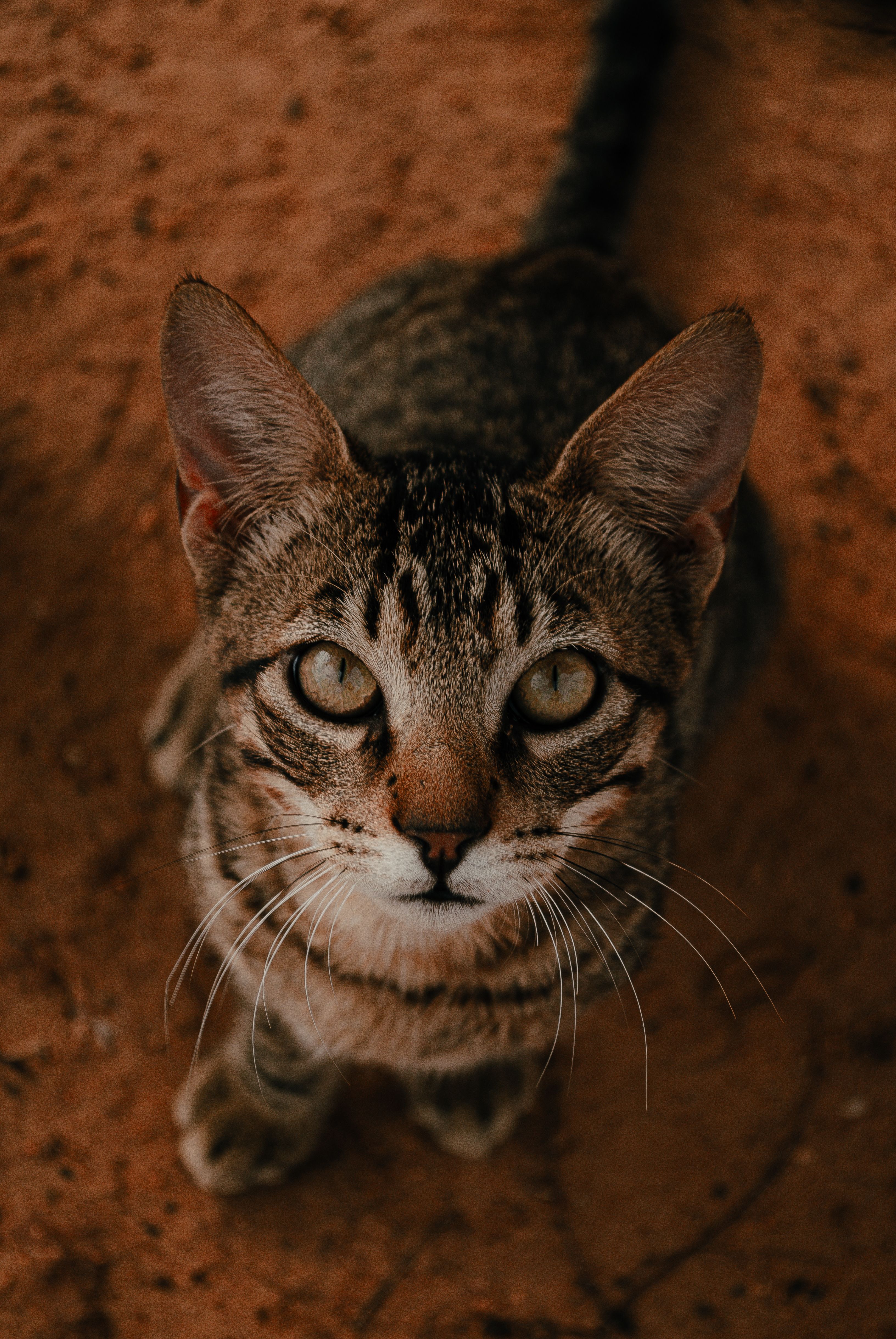 Close-Up Portrait of a Domestic Cat on Earthy Ground · Free Stock Photo