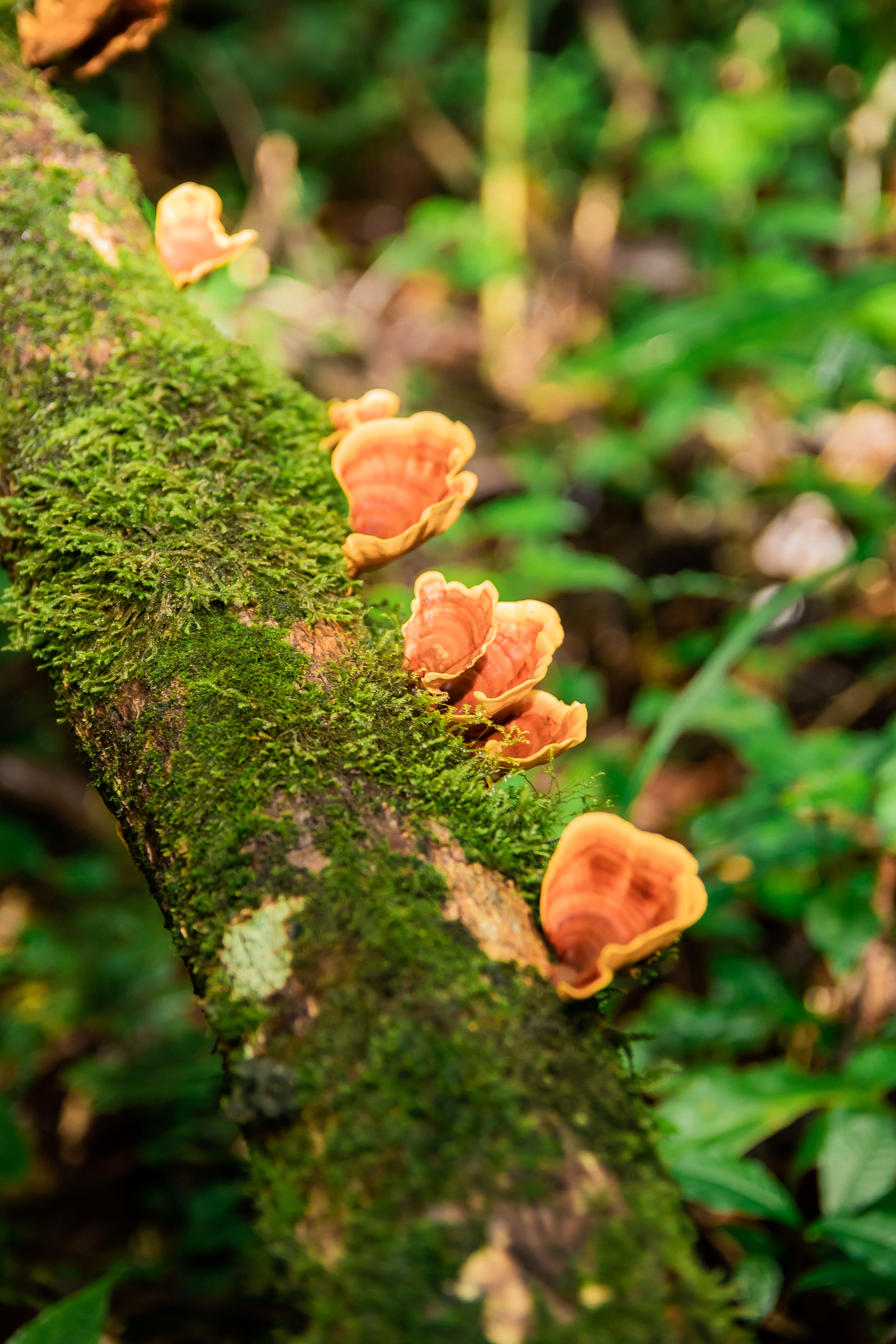 A fungus growing on a tree branch in the forest · Free Stock Photo
