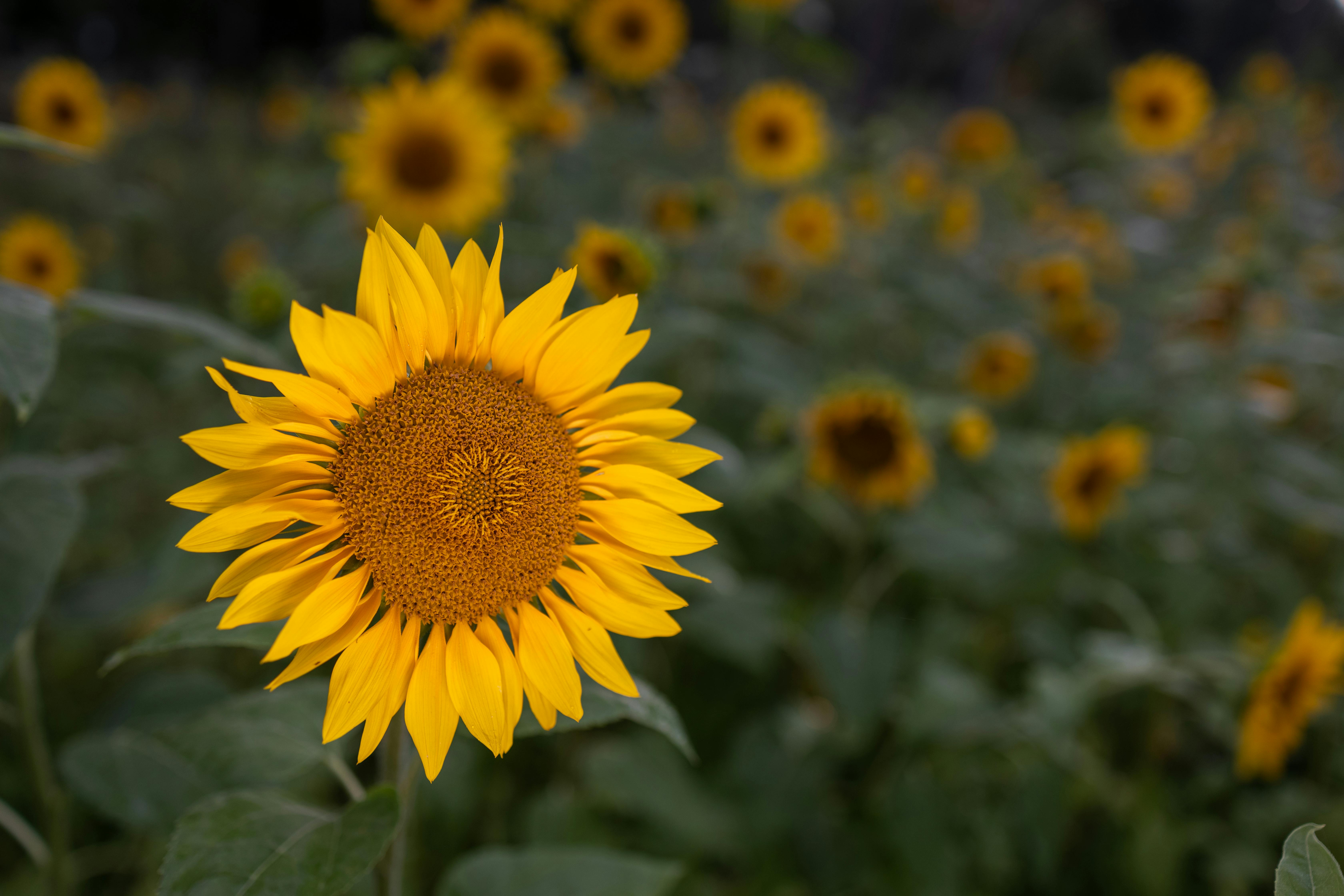 Four Sunflowers in Bloom on Teal Surface · Free Stock Photo