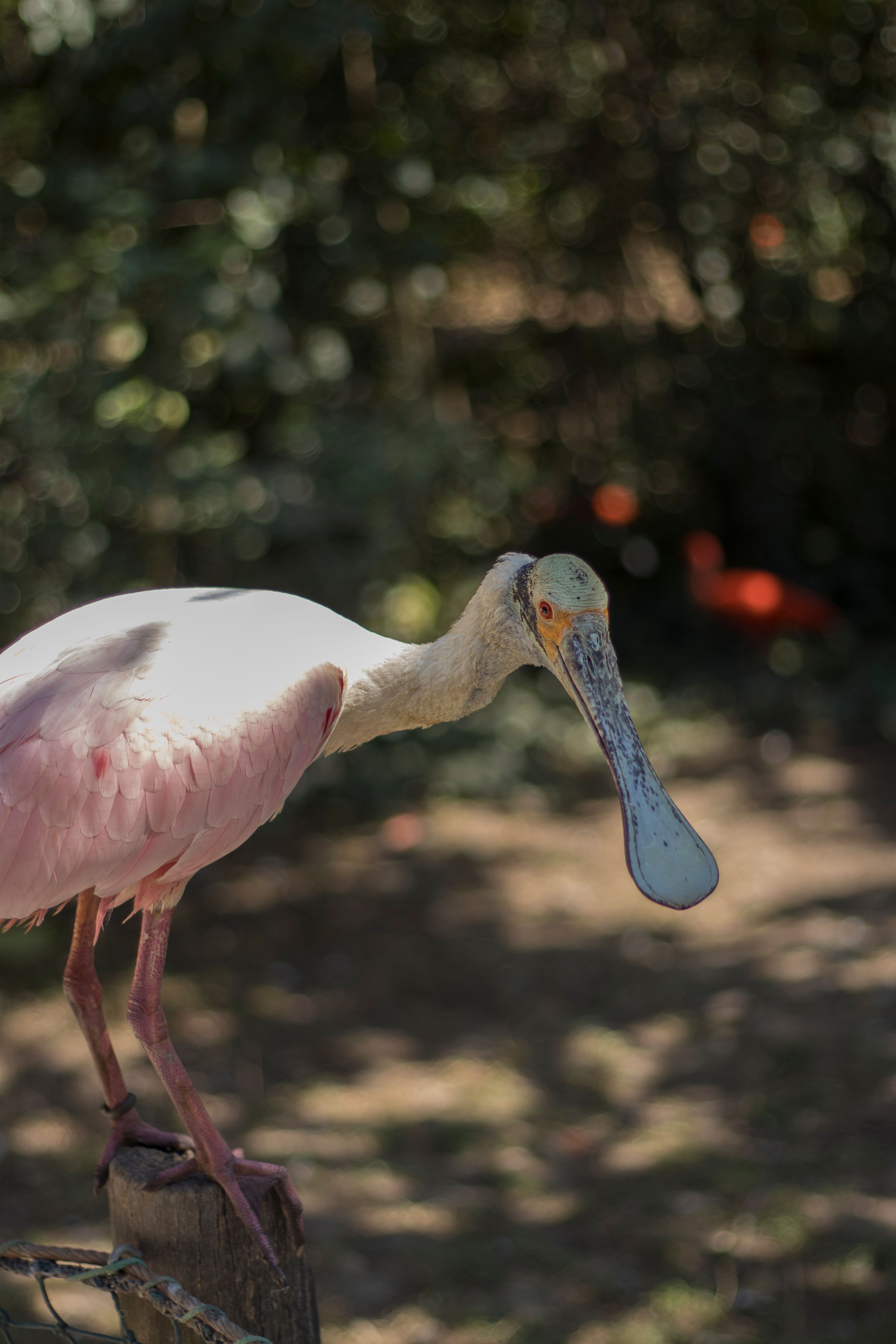 Pink Roseate Spoonbill in Natural Habitat · Free Stock Photo