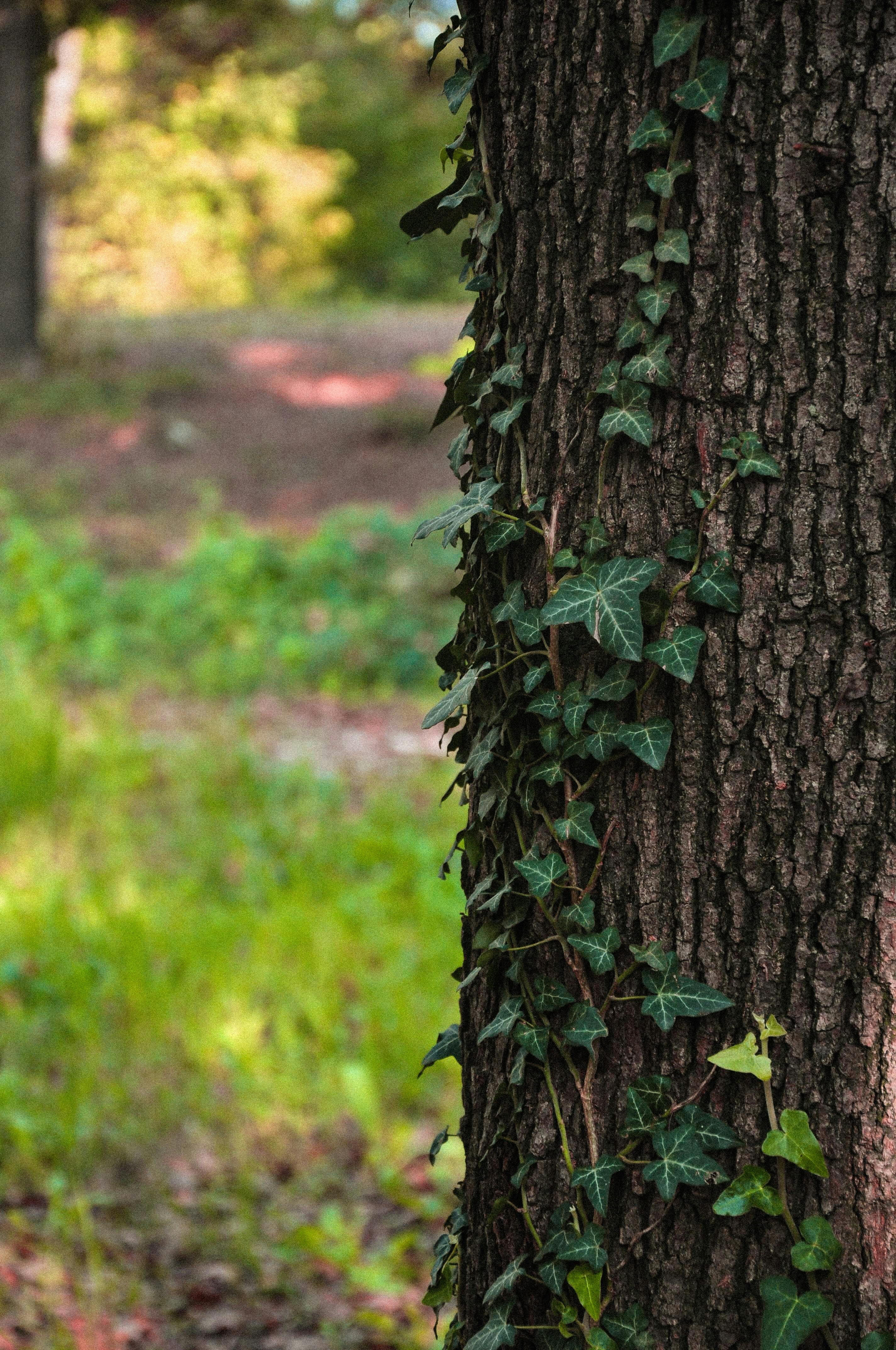 A tree with ivy growing on it · Free Stock Photo