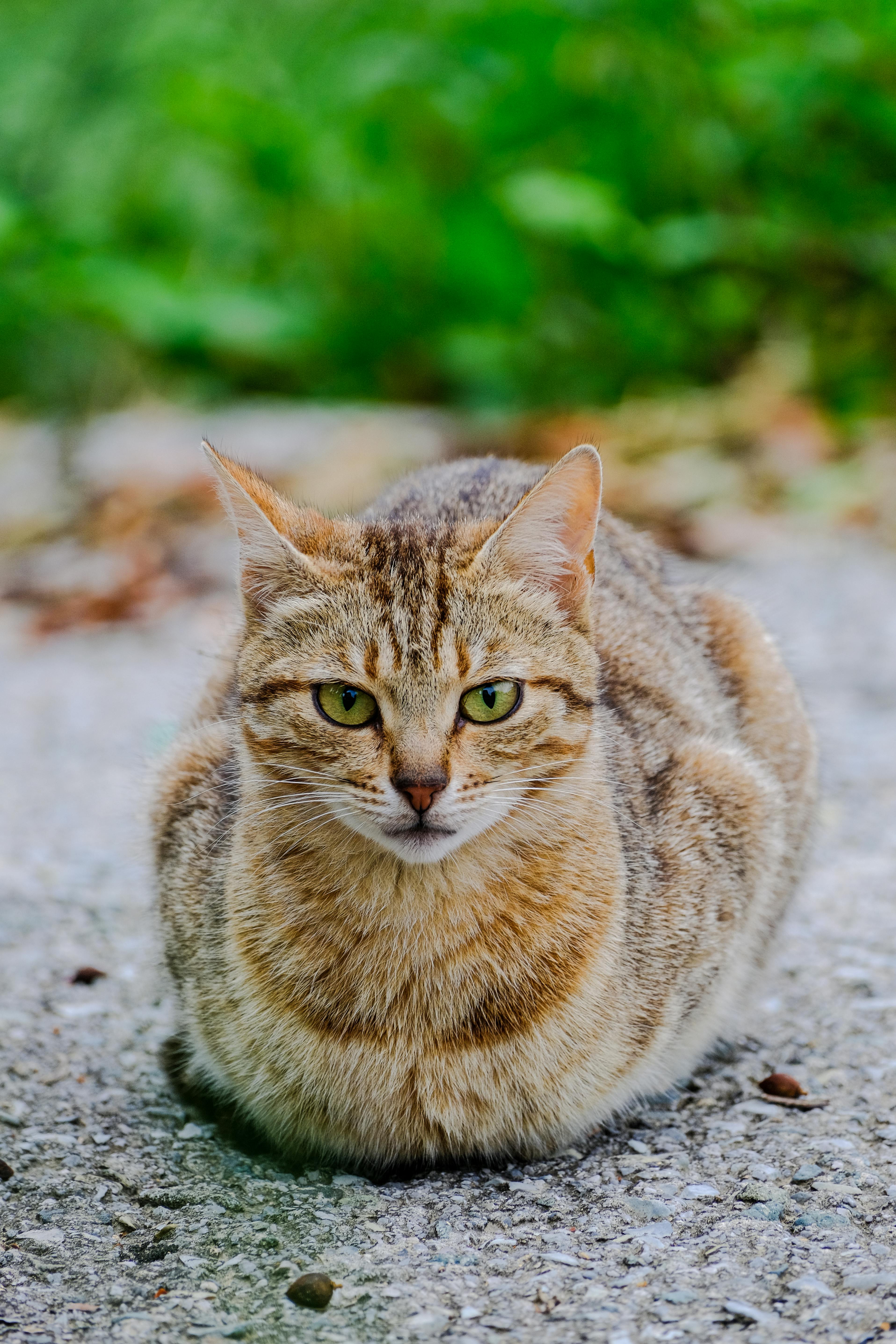 Keskin bakışlı kedi · Free Stock Photo