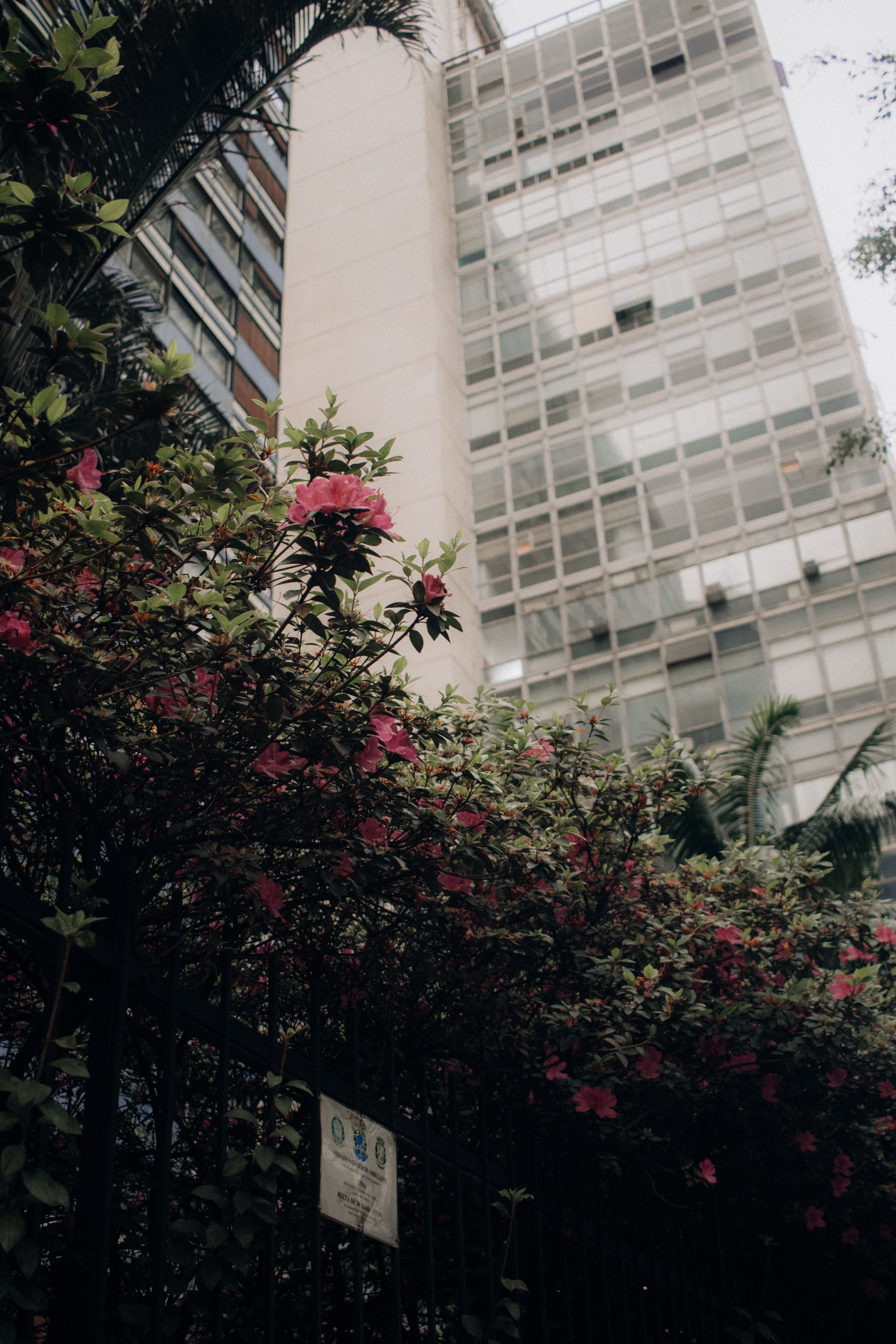 A tall building with pink flowers in front of it · Free Stock Photo