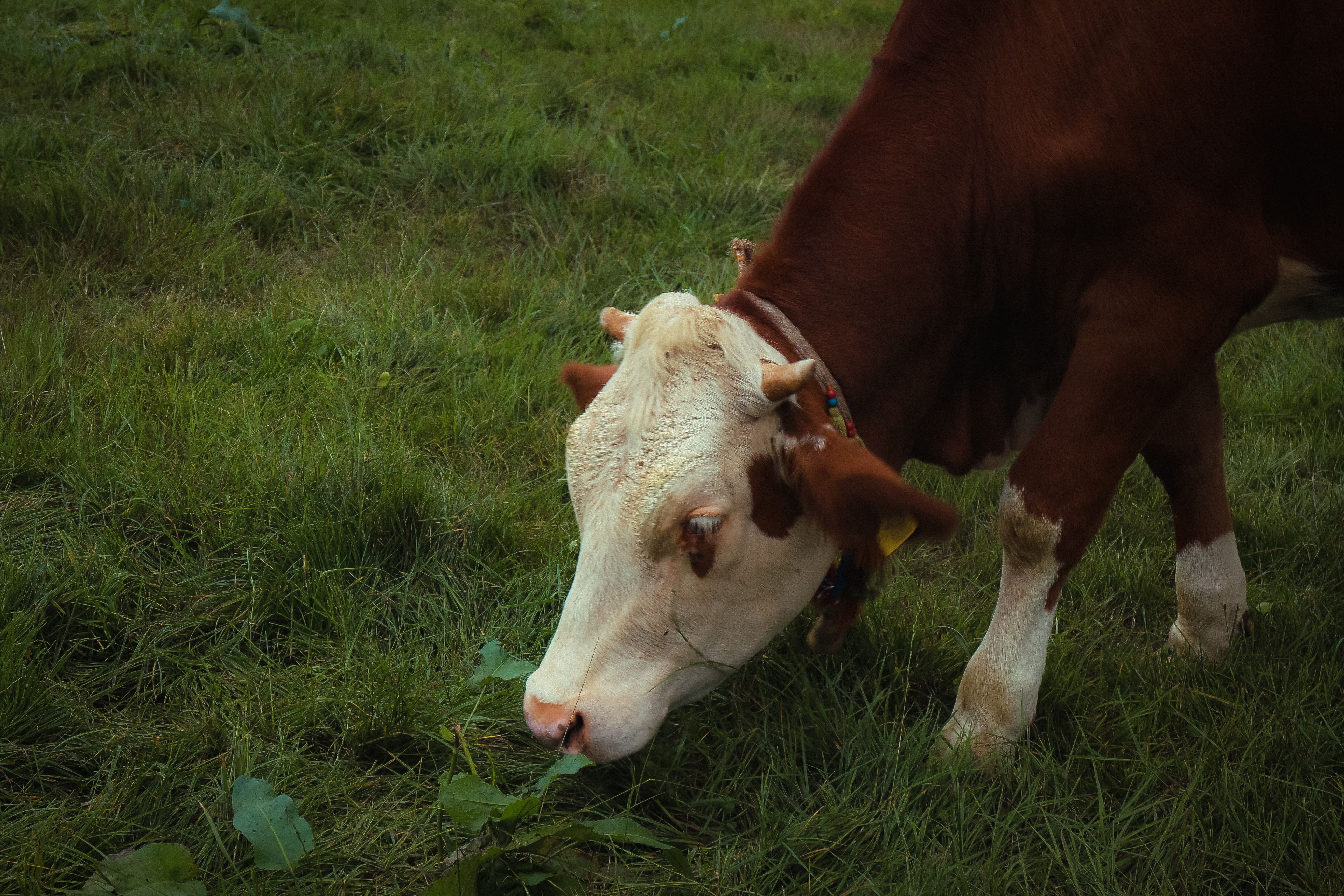 A cow eating grass in a field · Free Stock Photo