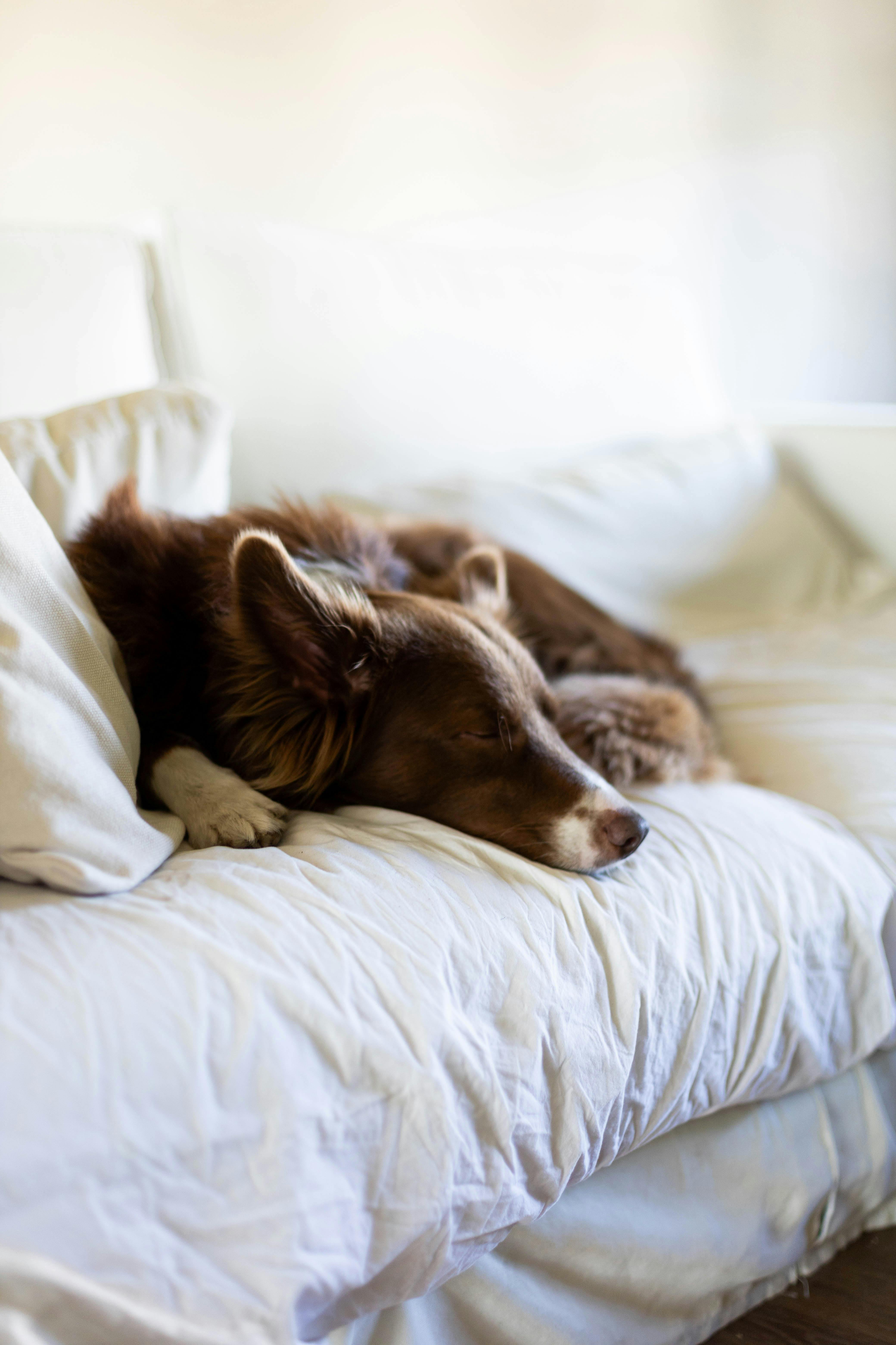 Border Collie Sleeping · Free Stock Photo
