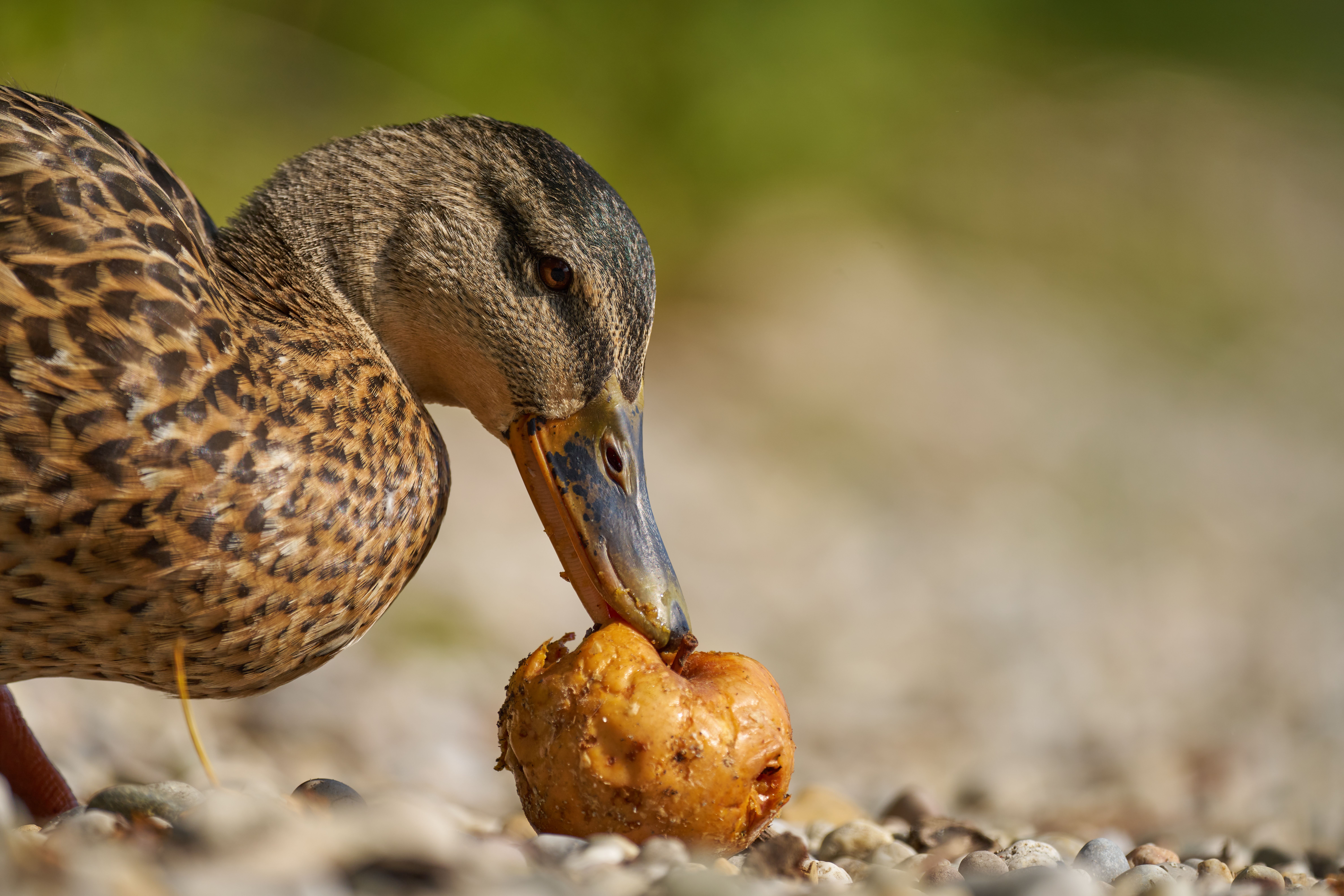 A duck eating a piece of food on the ground · Free Stock Photo