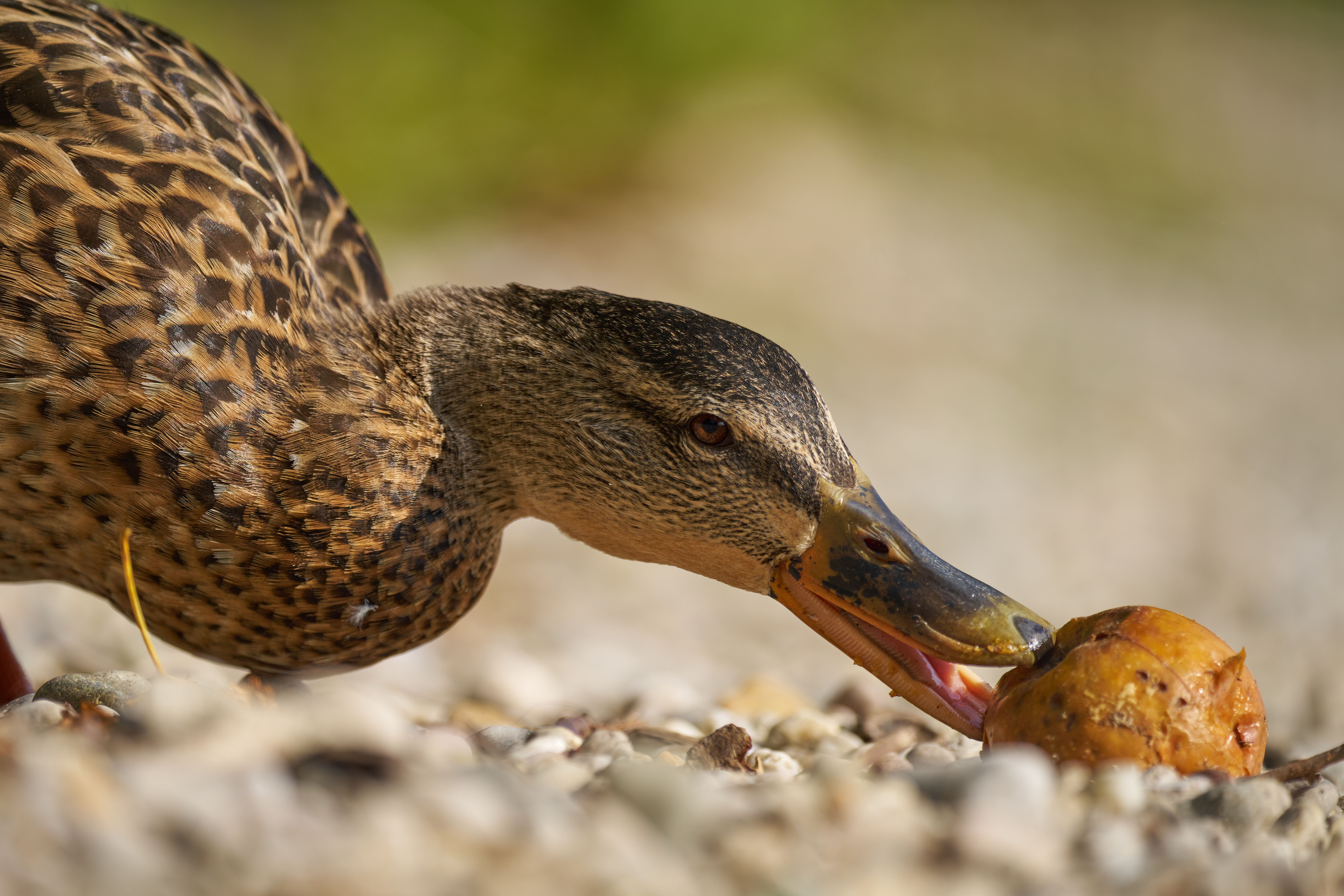 A duck eating a piece of food on the ground · Free Stock Photo