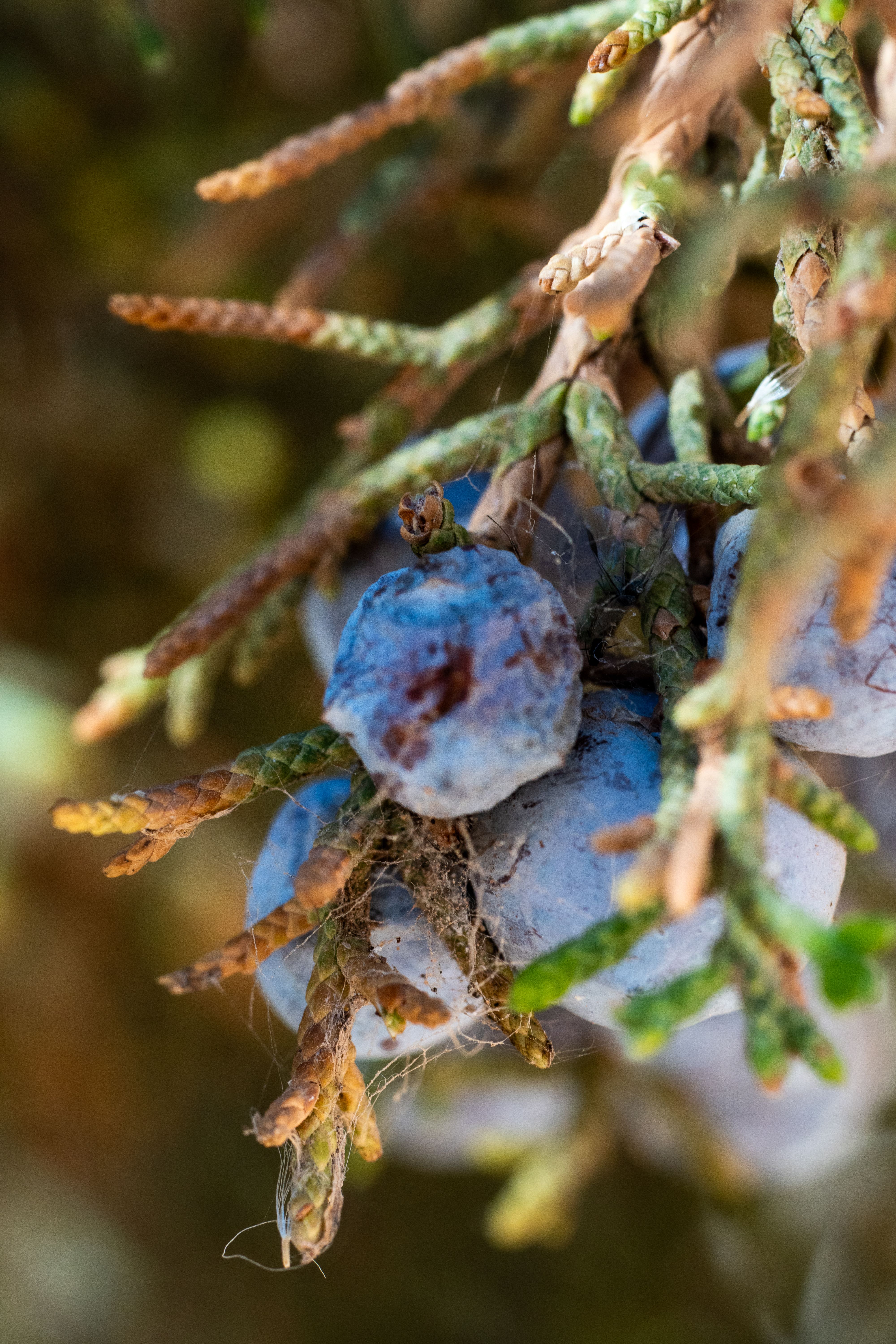 Close-Up Photo of Blueberries · Free Stock Photo