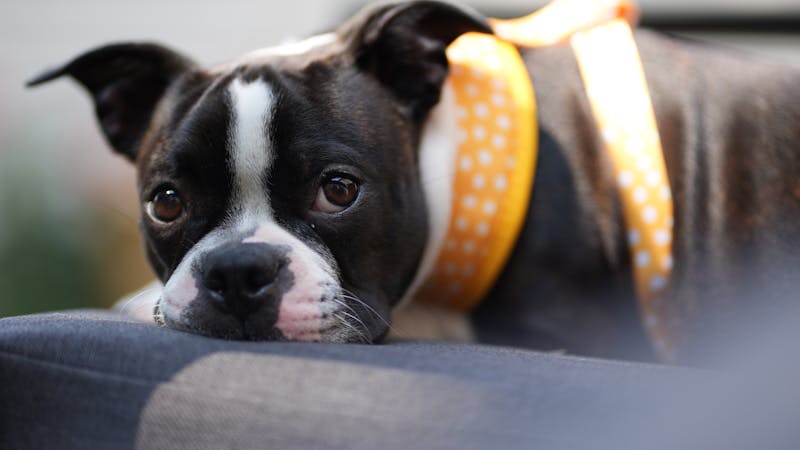 Understanding Boston Terrier Colors Chart: AKC-Approved Hues