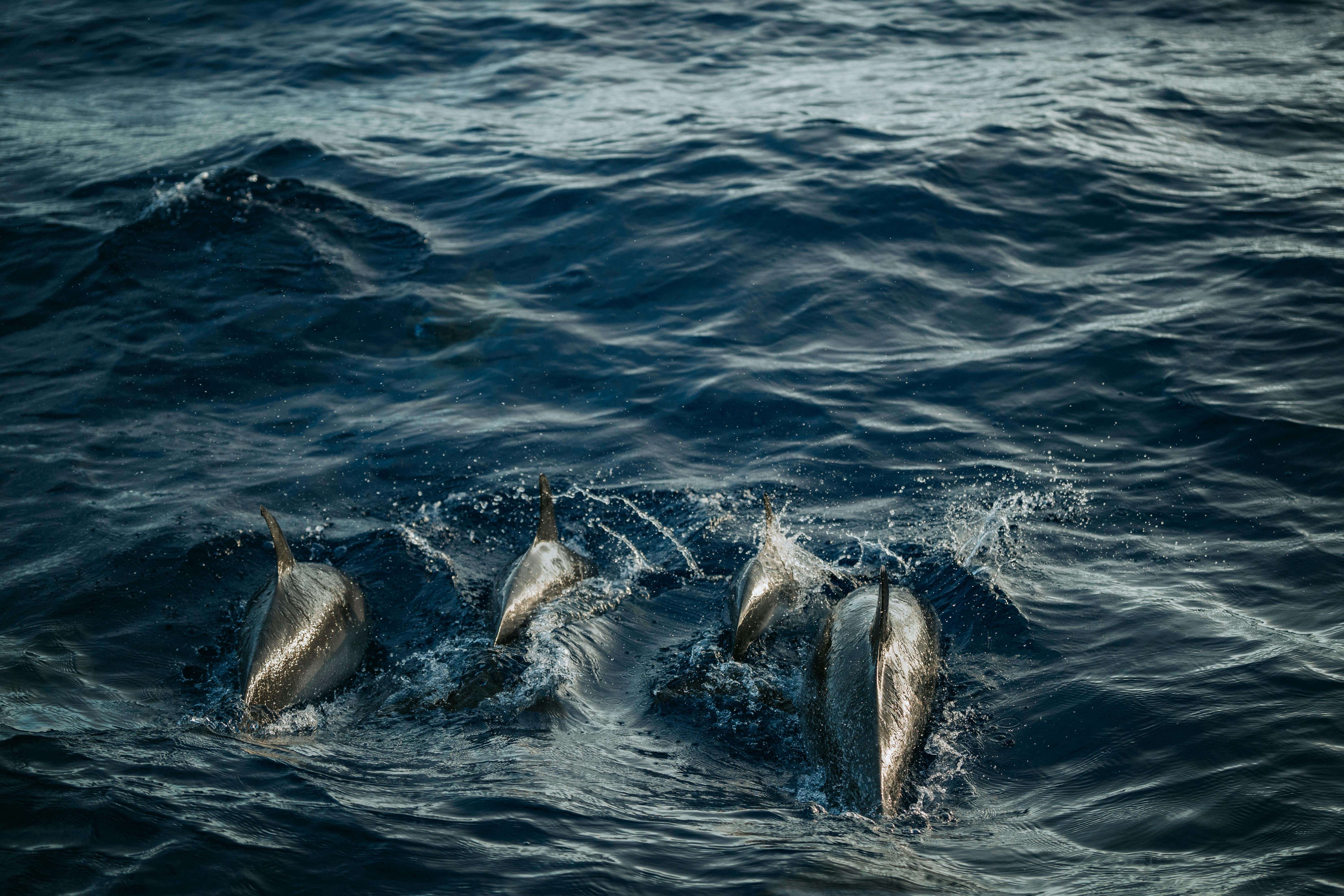 Dolphins swimming in the ocean · Free Stock Photo