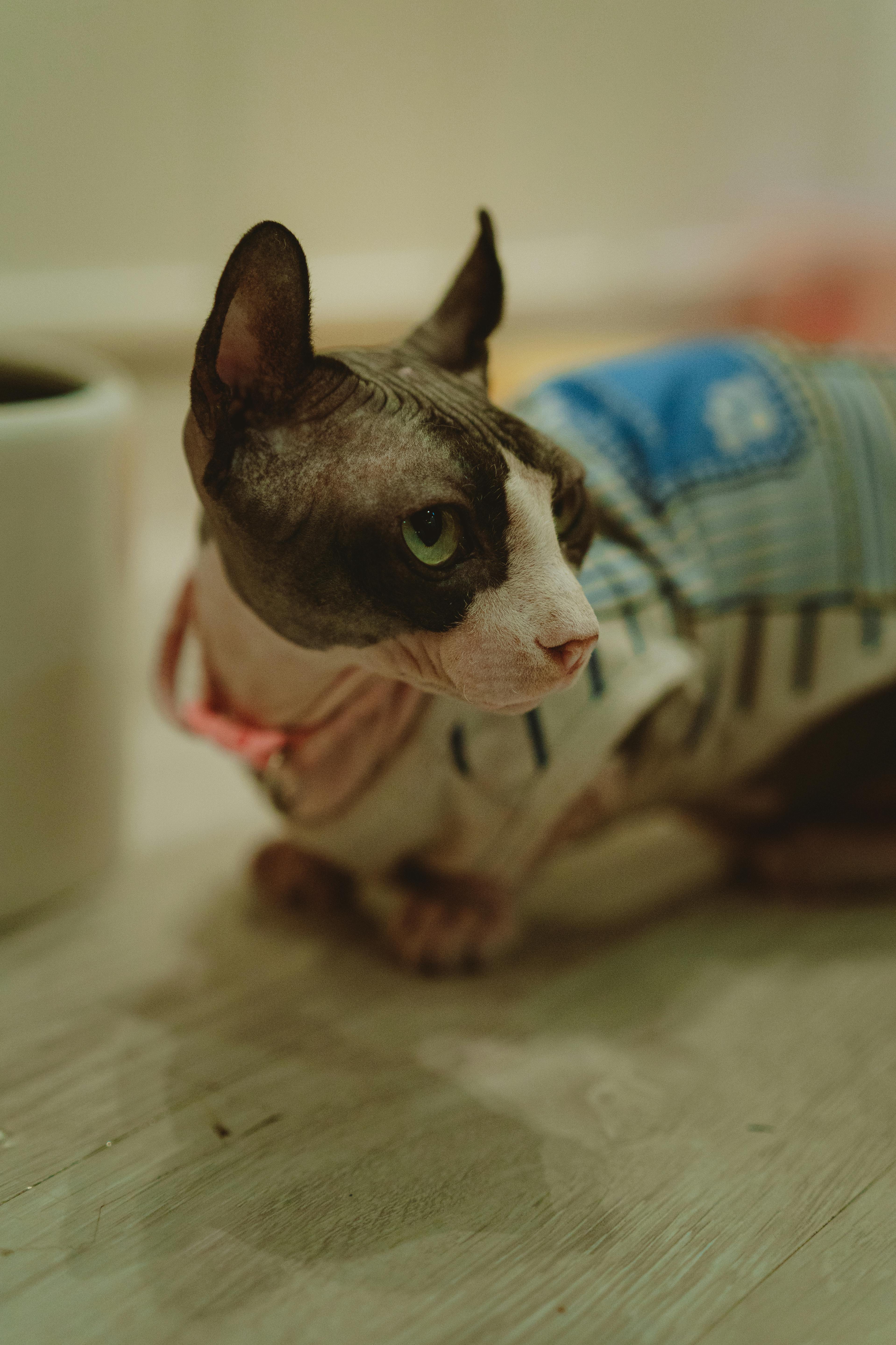 A cat wearing a shirt and tie on the floor · Free Stock Photo