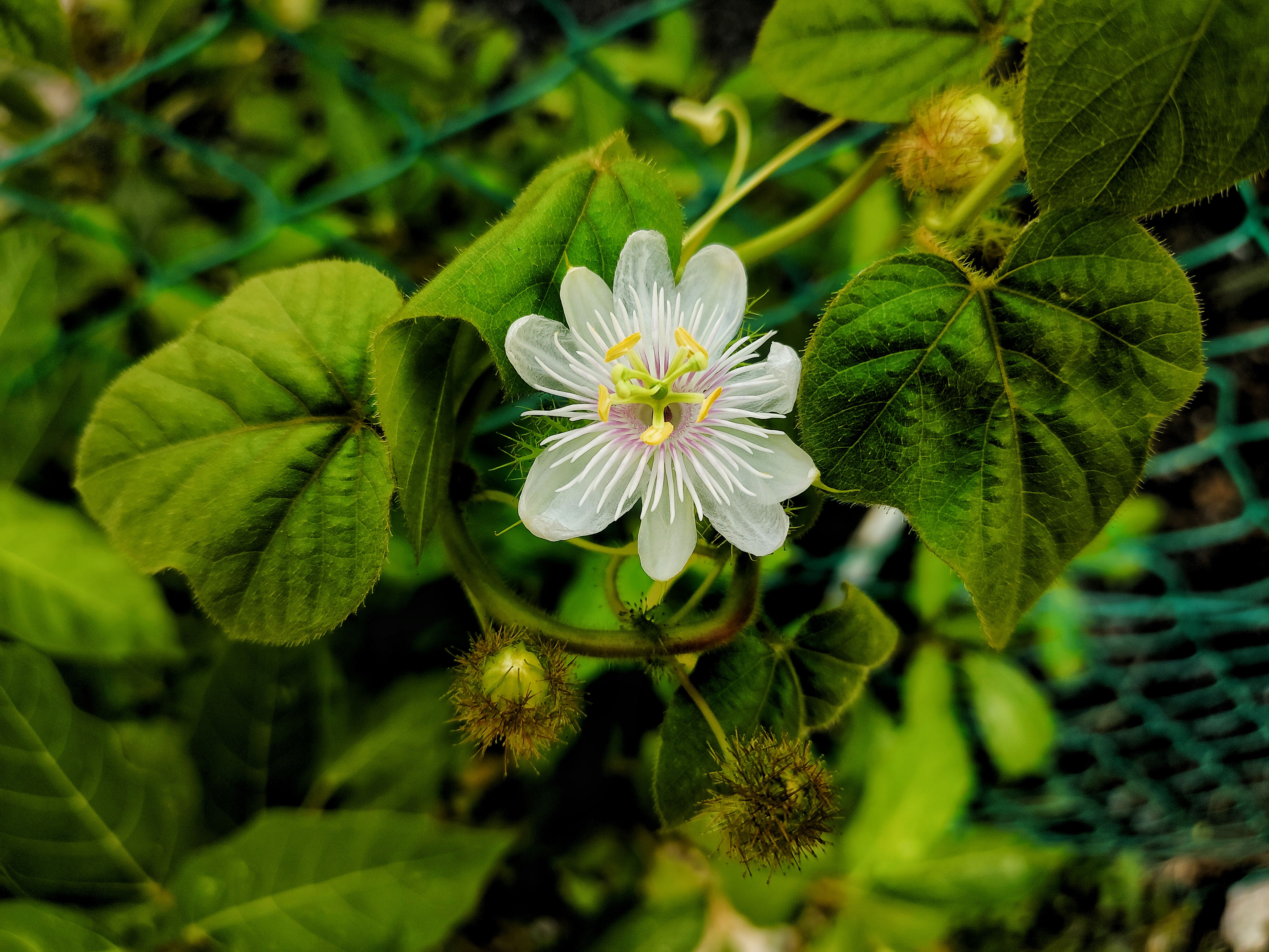 Stinking passion flower · Free Stock Photo