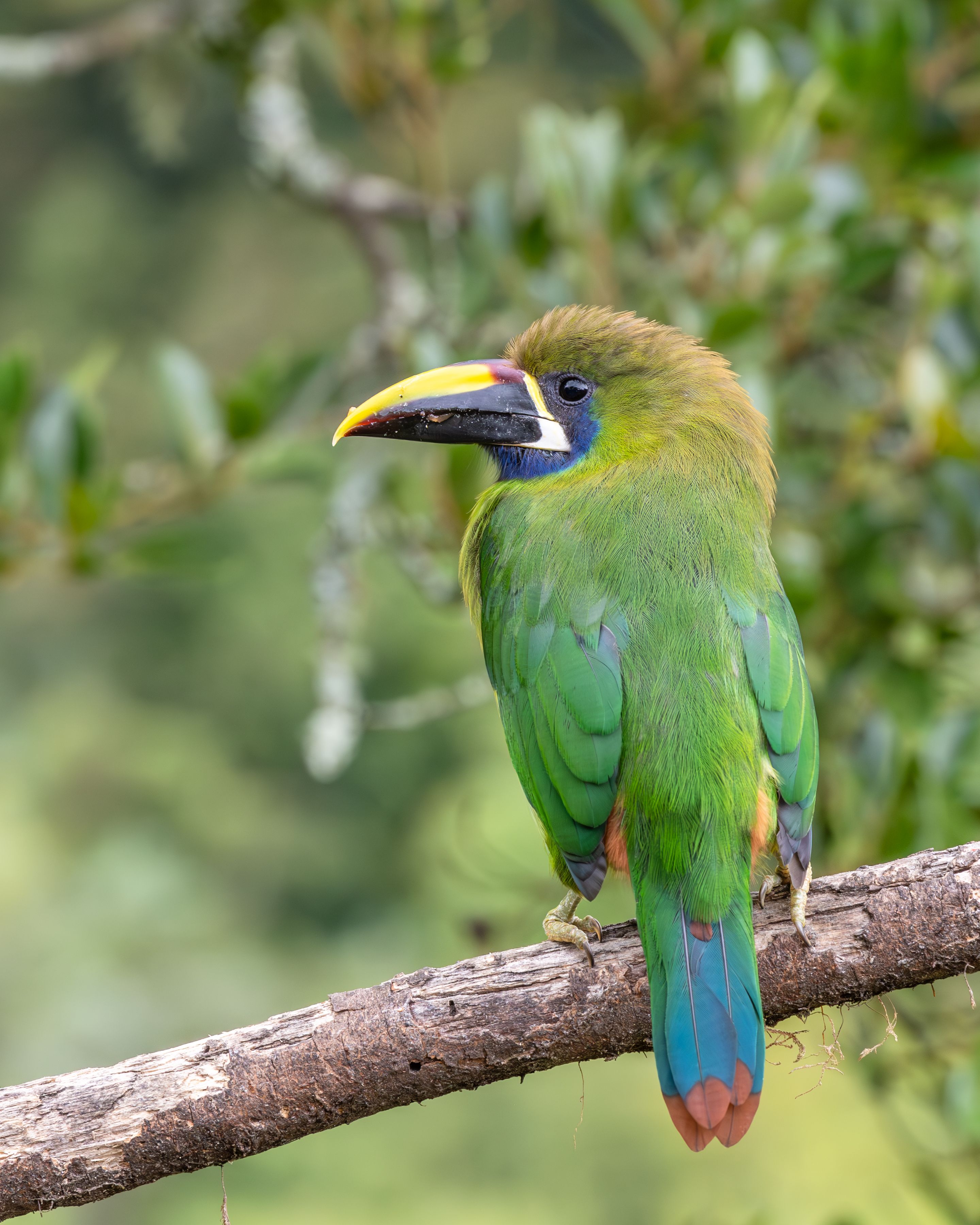 Aves · Free Stock Photo