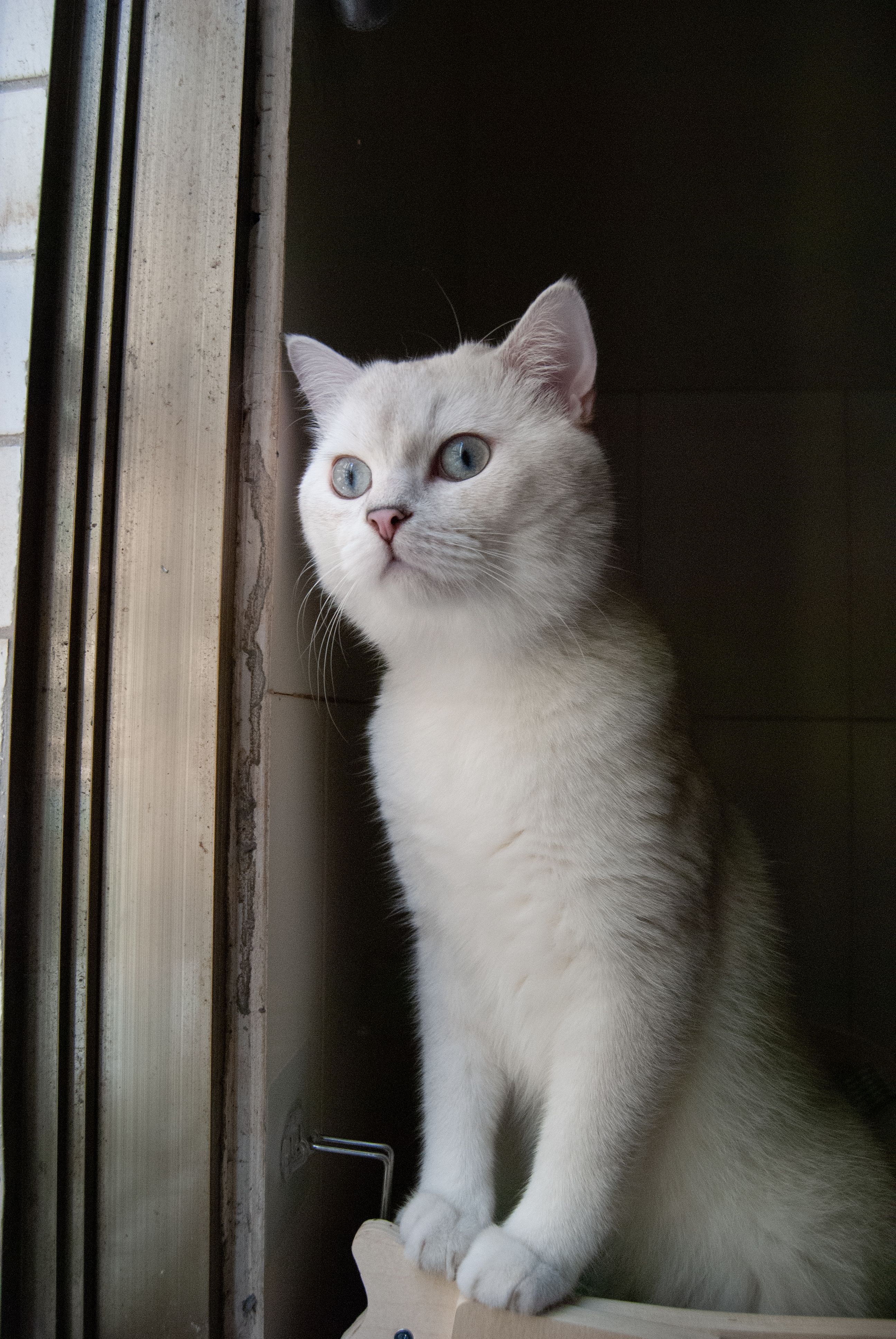 A white cat with blue eyes looking out of a window · Free Stock Photo