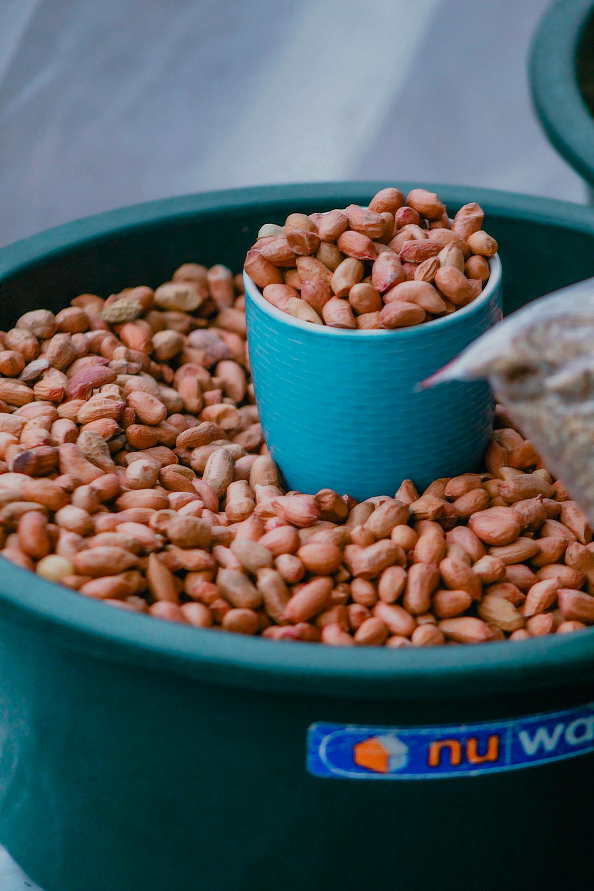 Groundnut Photos, Download The BEST Free Groundnut Stock Photos & HD Images