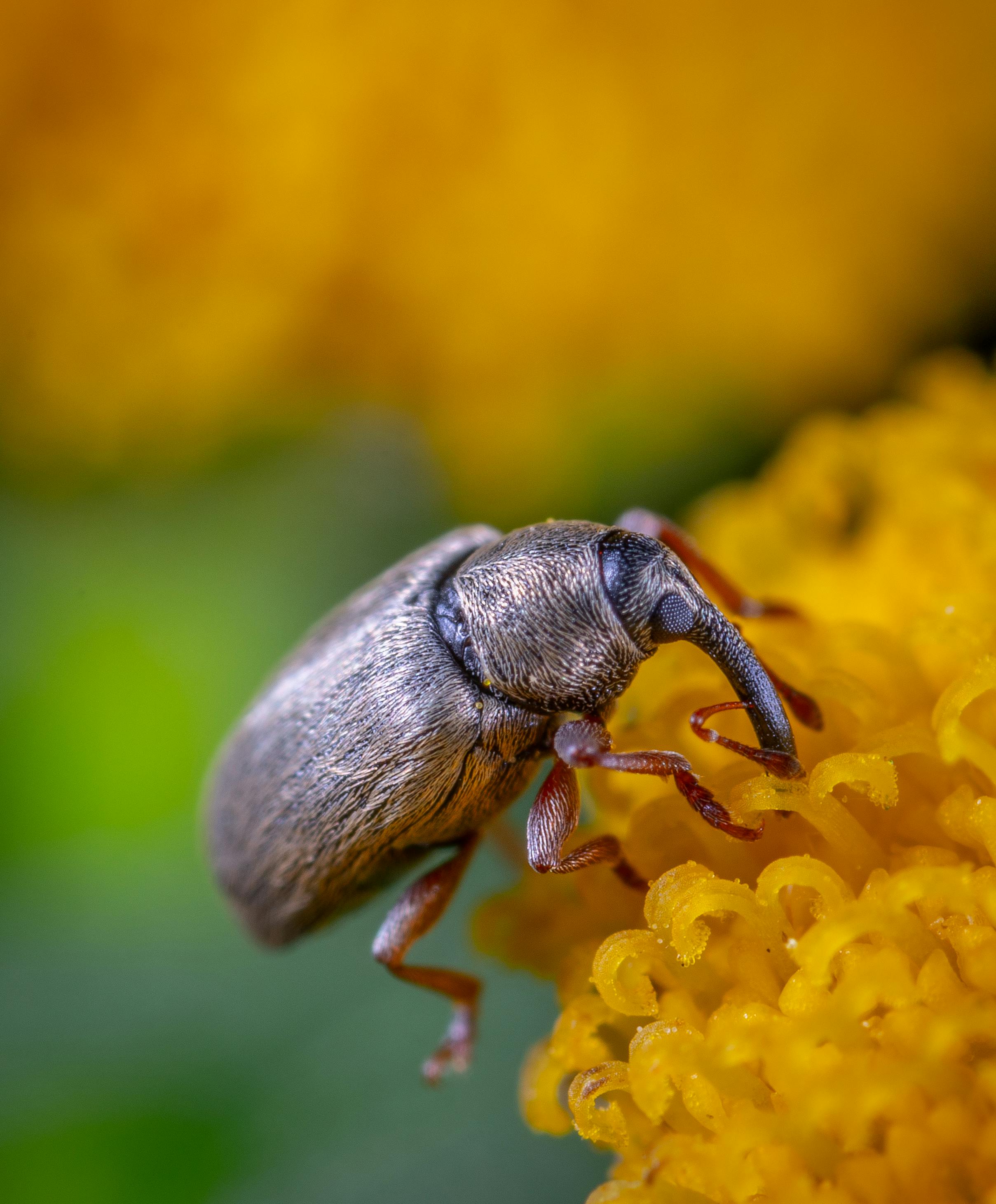 Animated Single Flower Photos, Download The BEST Free Animated Single ...