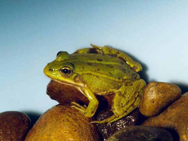 Frog Jumping Photos, Download The BEST Free Frog Jumping Stock Photos ...