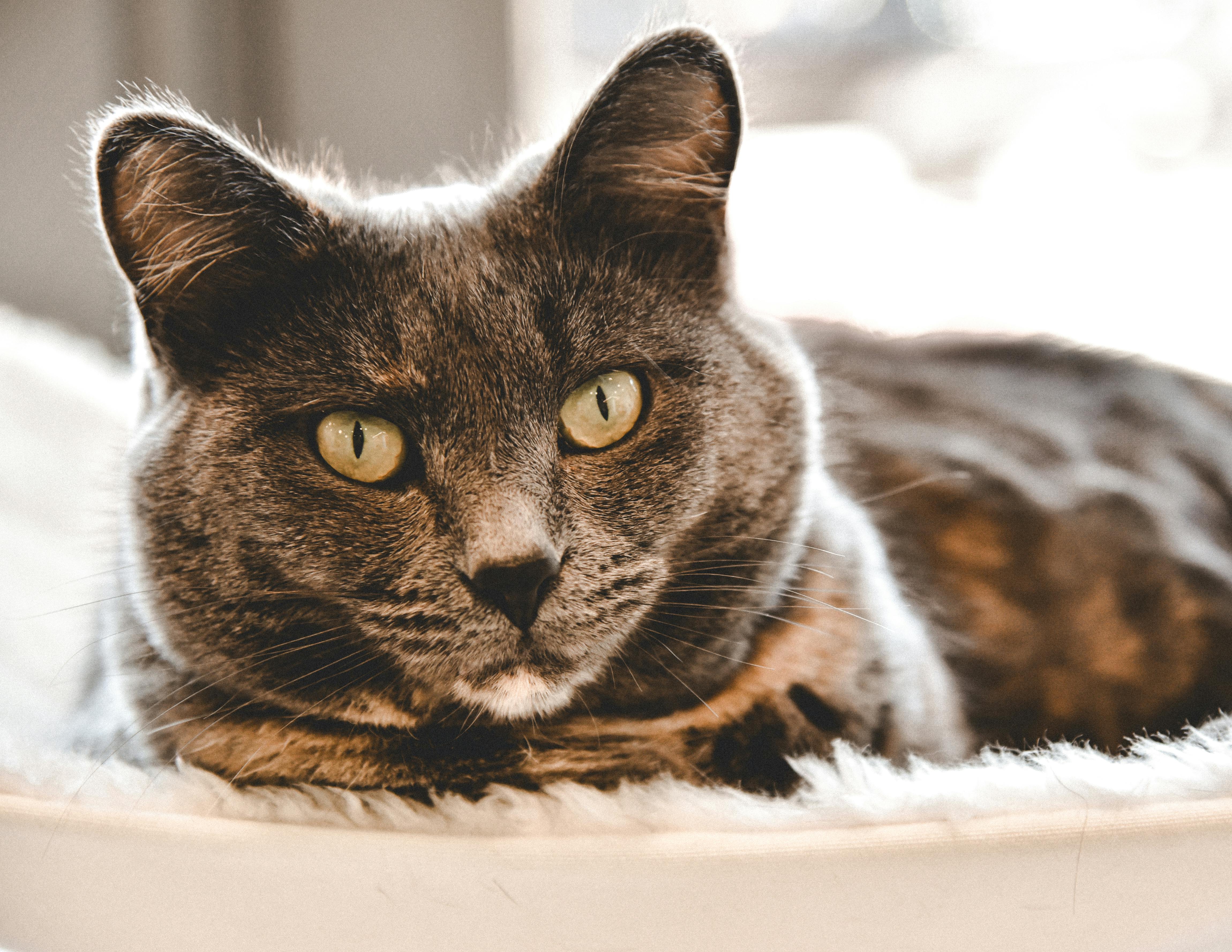 Lazy domestic cat lying on bed · Free Stock Photo