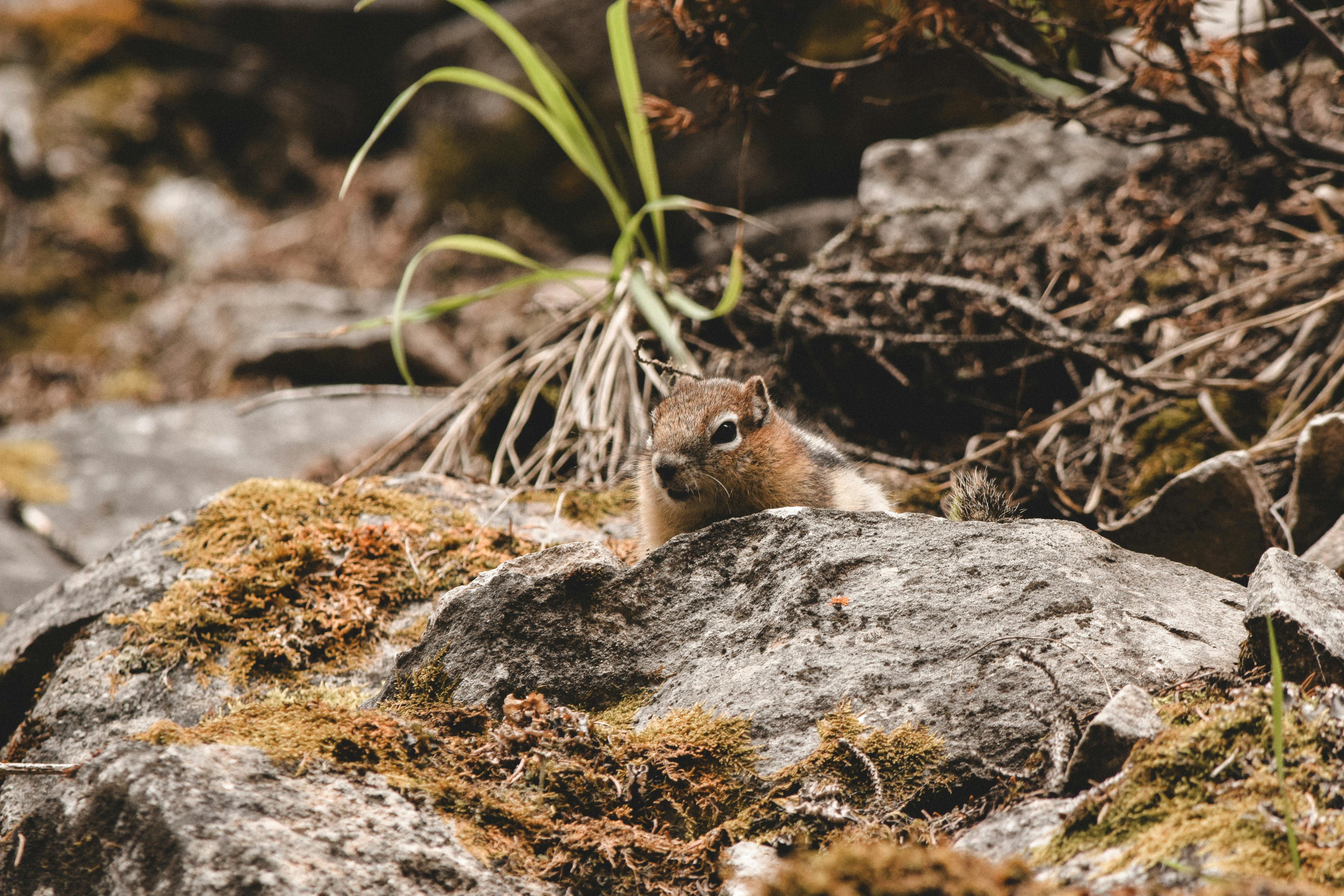 Tamia Photos, Download The BEST Free Tamia Stock Photos & HD Images