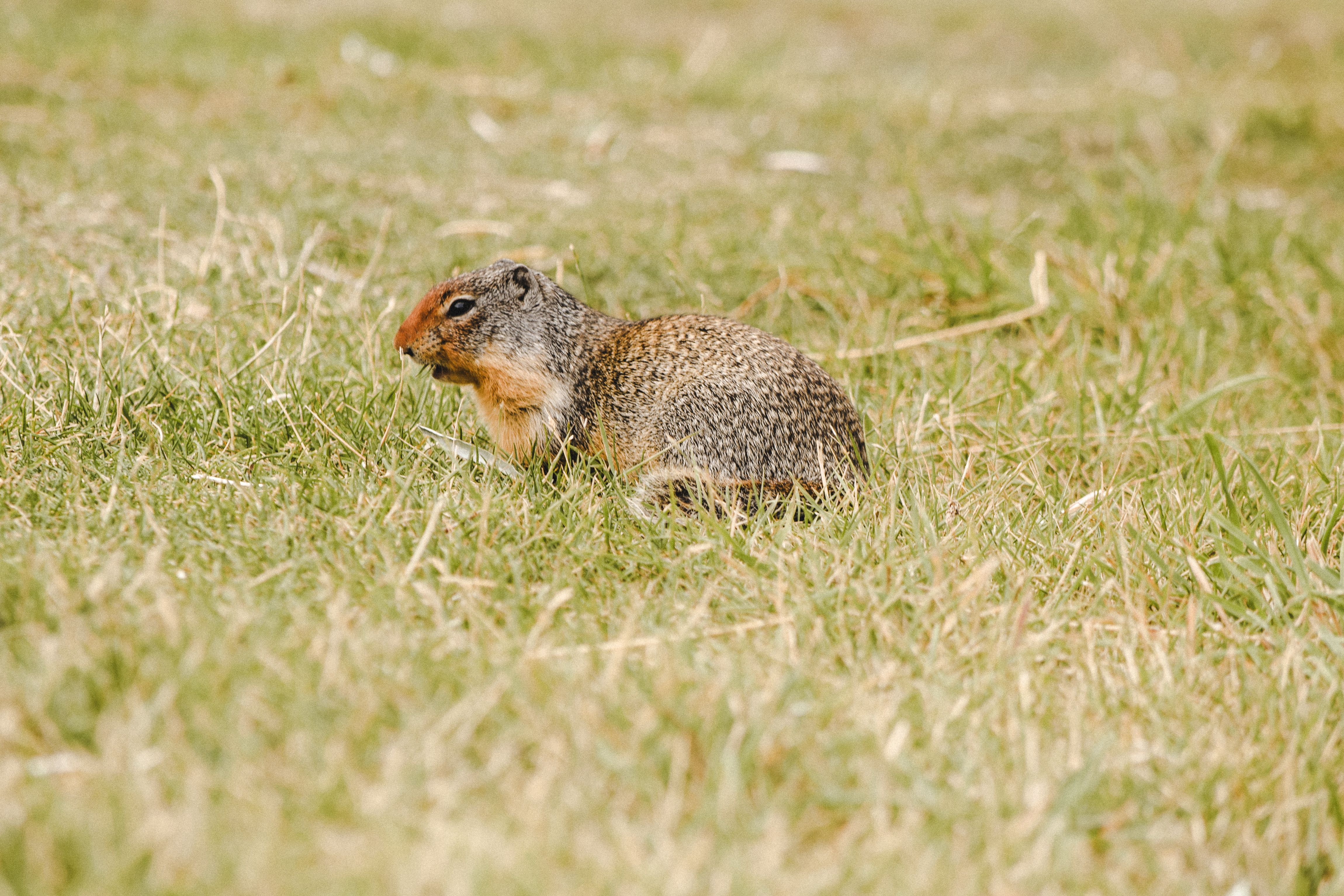 A ground squirrel is sitting in the grass · Free Stock Photo