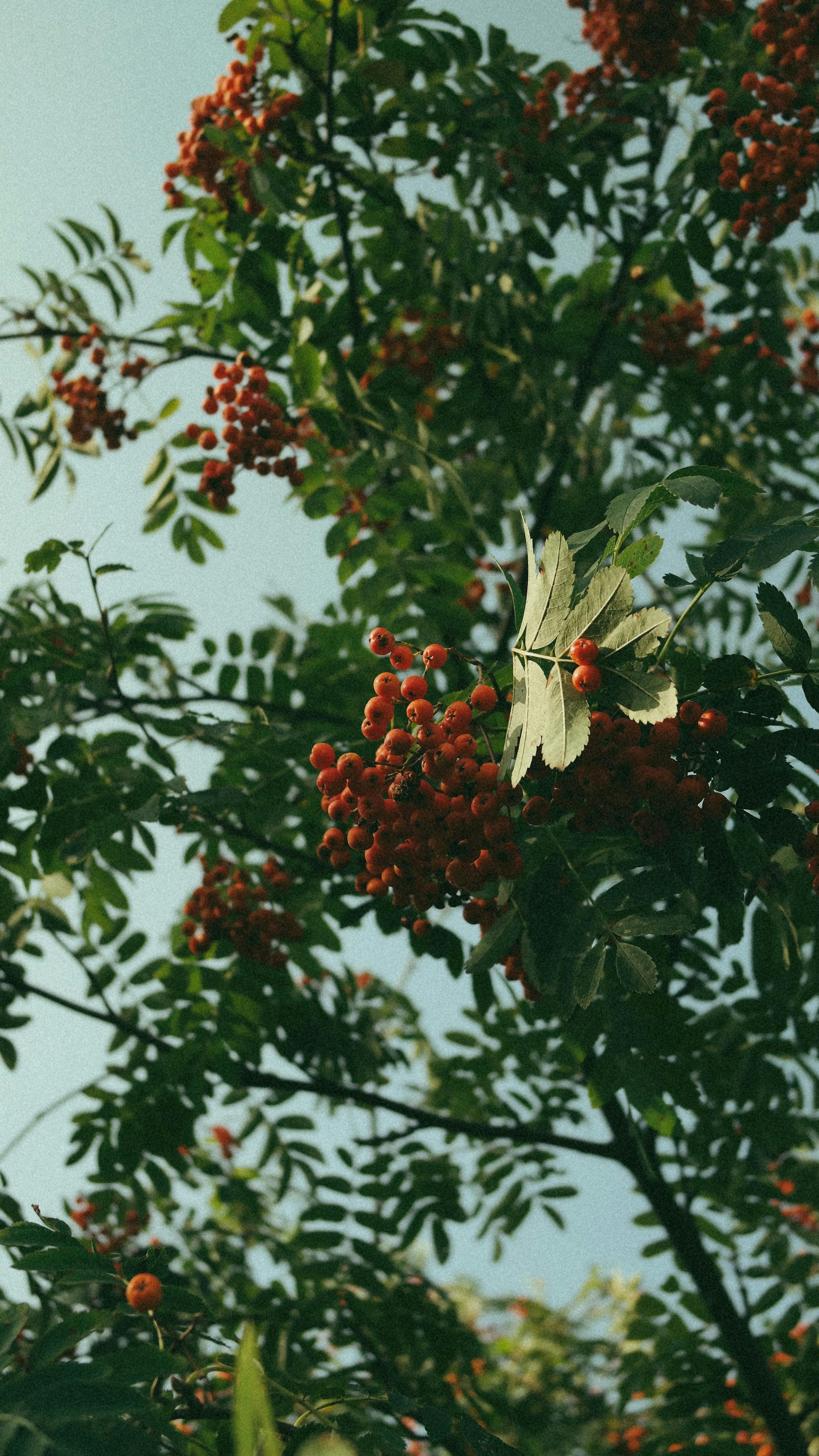 Rowan Tree Photos, Download The BEST Free Rowan Tree Stock Photos & HD ...