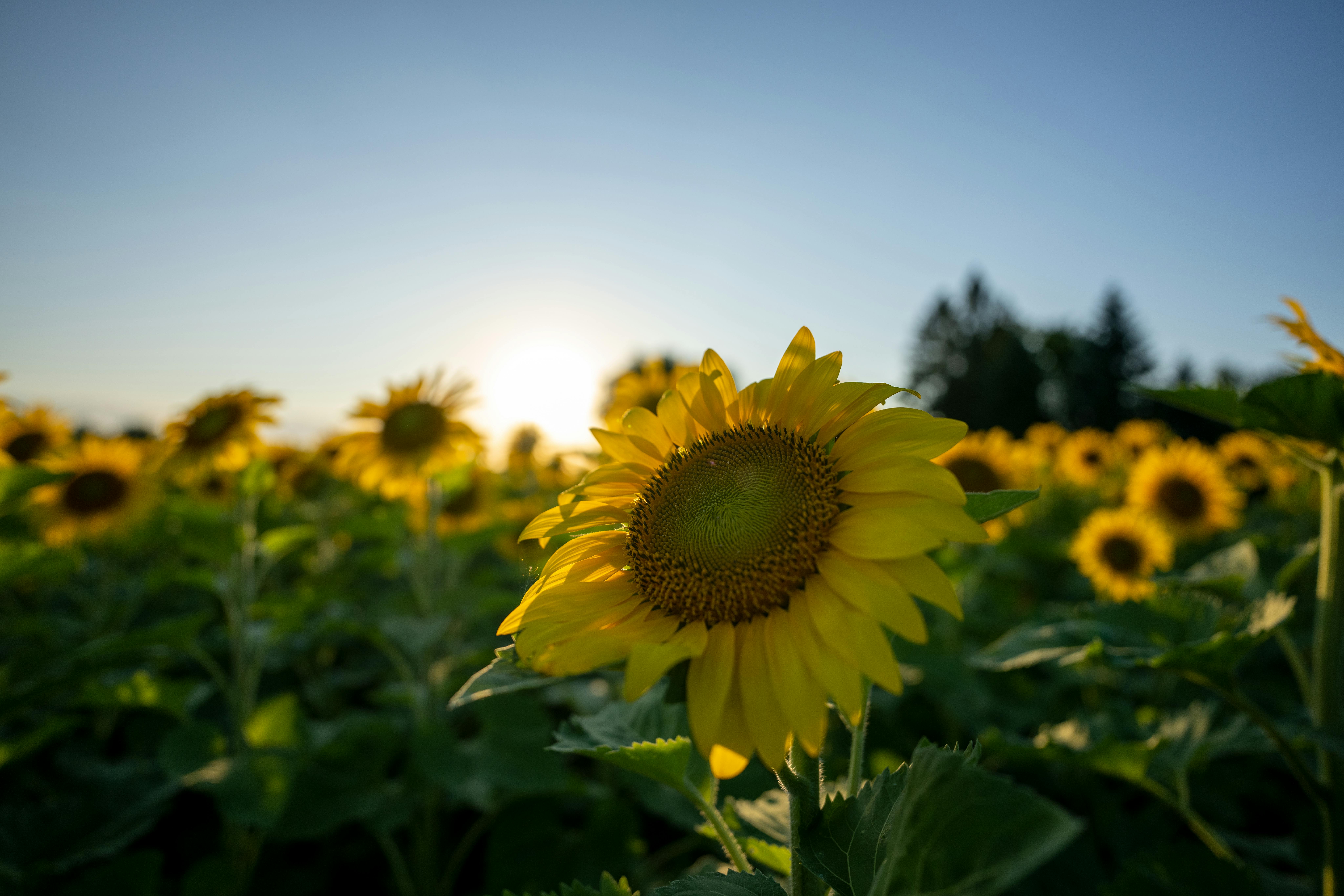 Sunflower · Free Stock Photo