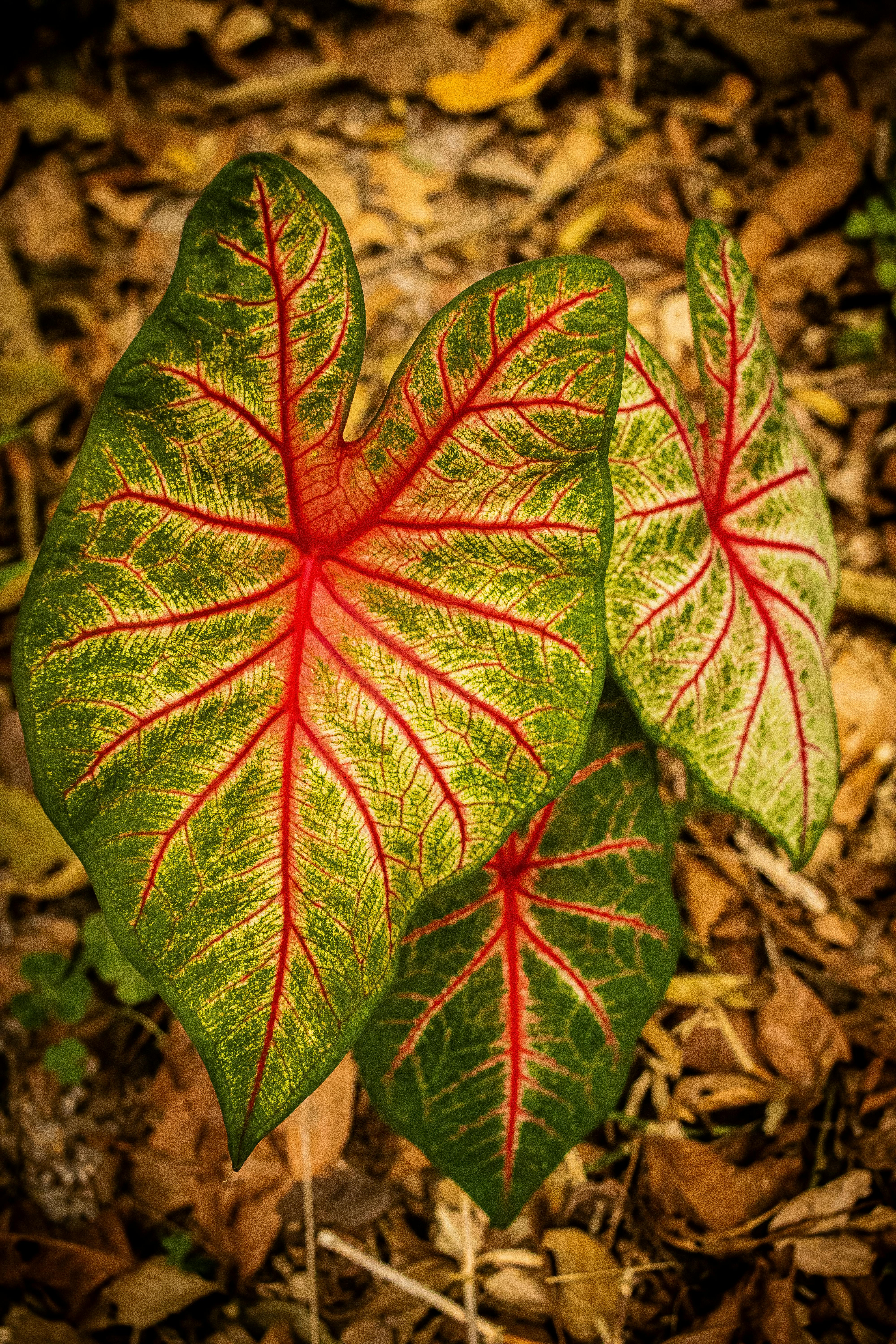 Photo of Leaves · Free Stock Photo