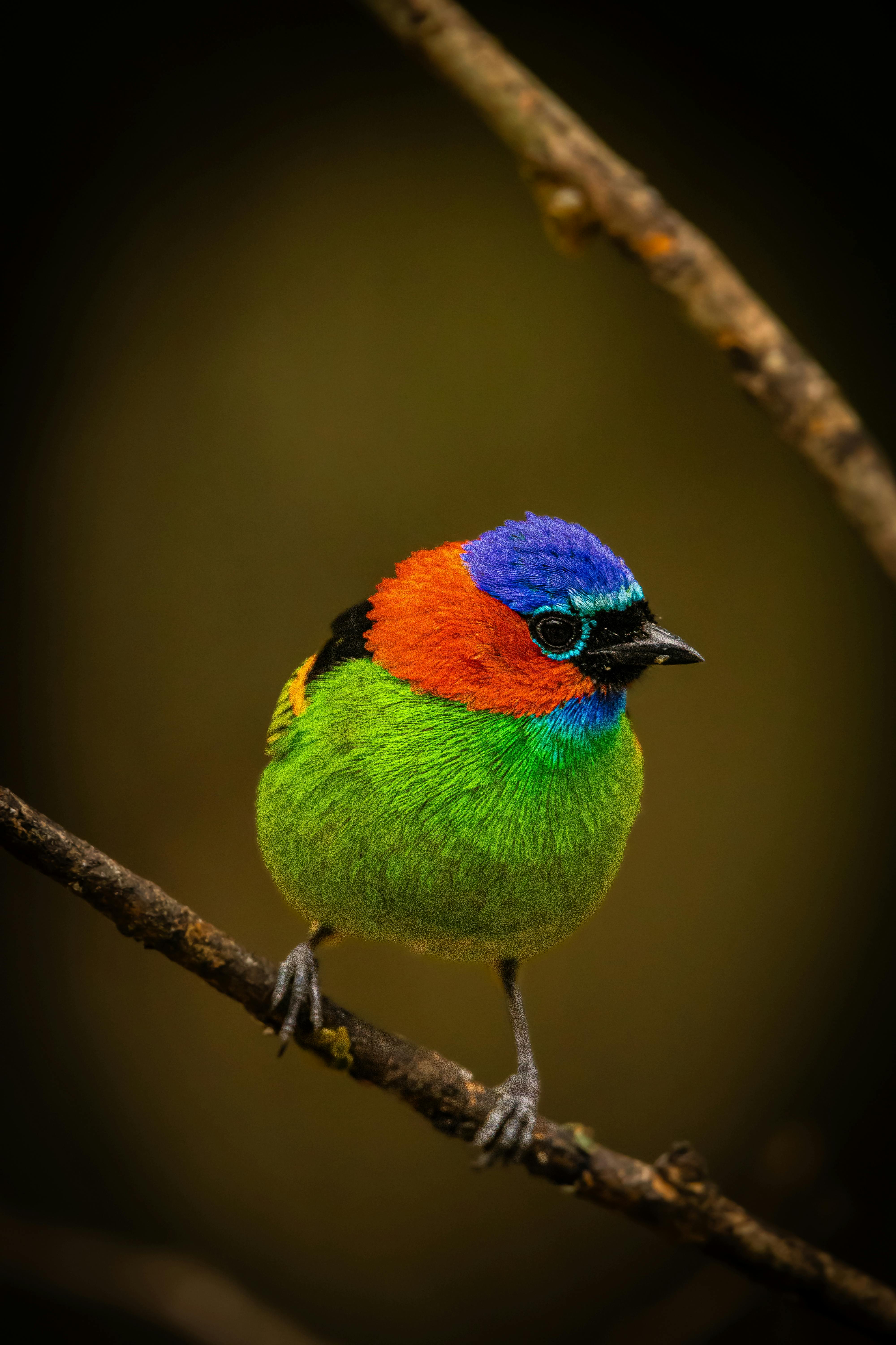 Tangara Multicolor Photos, Download The BEST Free Tangara Multicolor ...