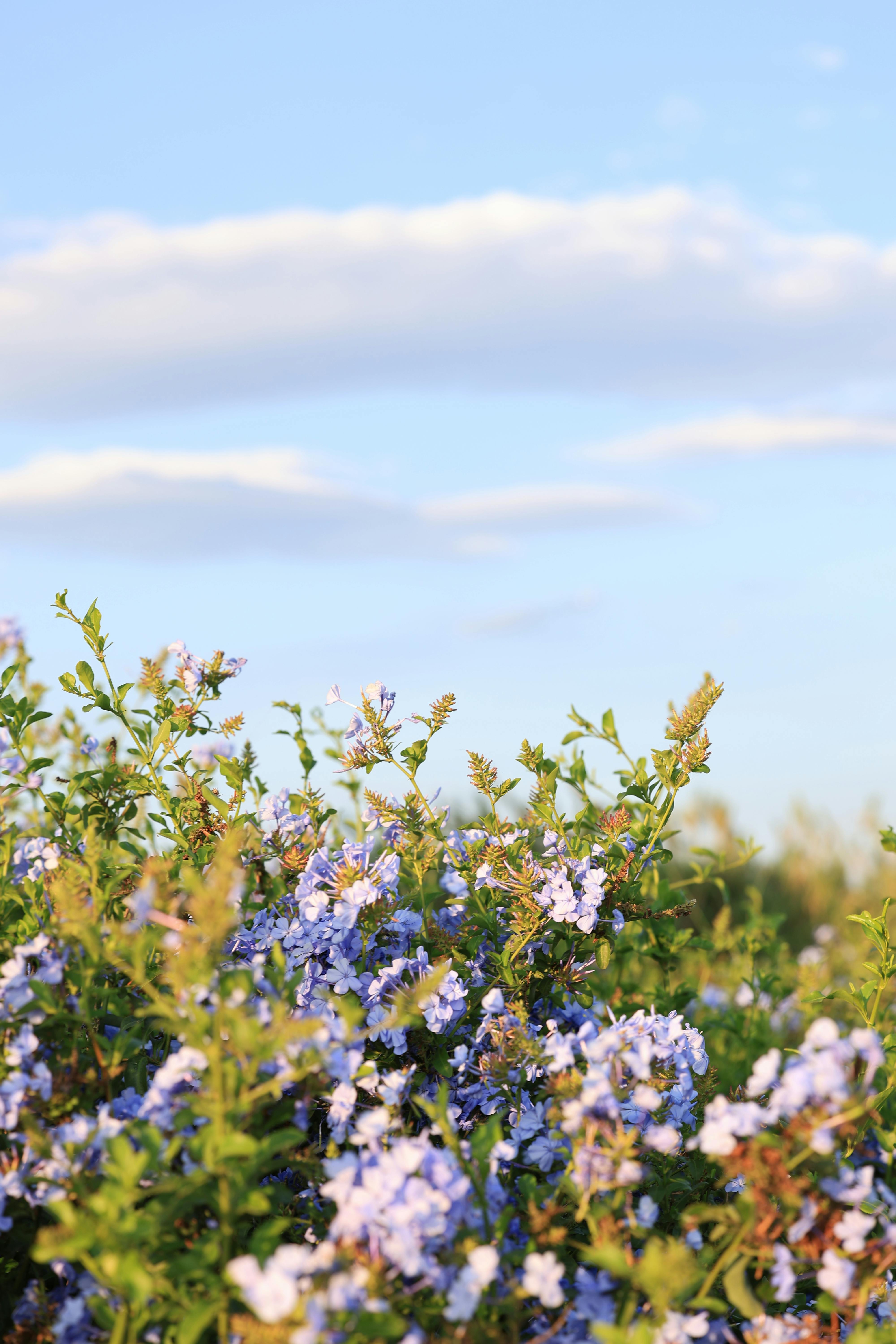 Flower Field · Free Stock Photo