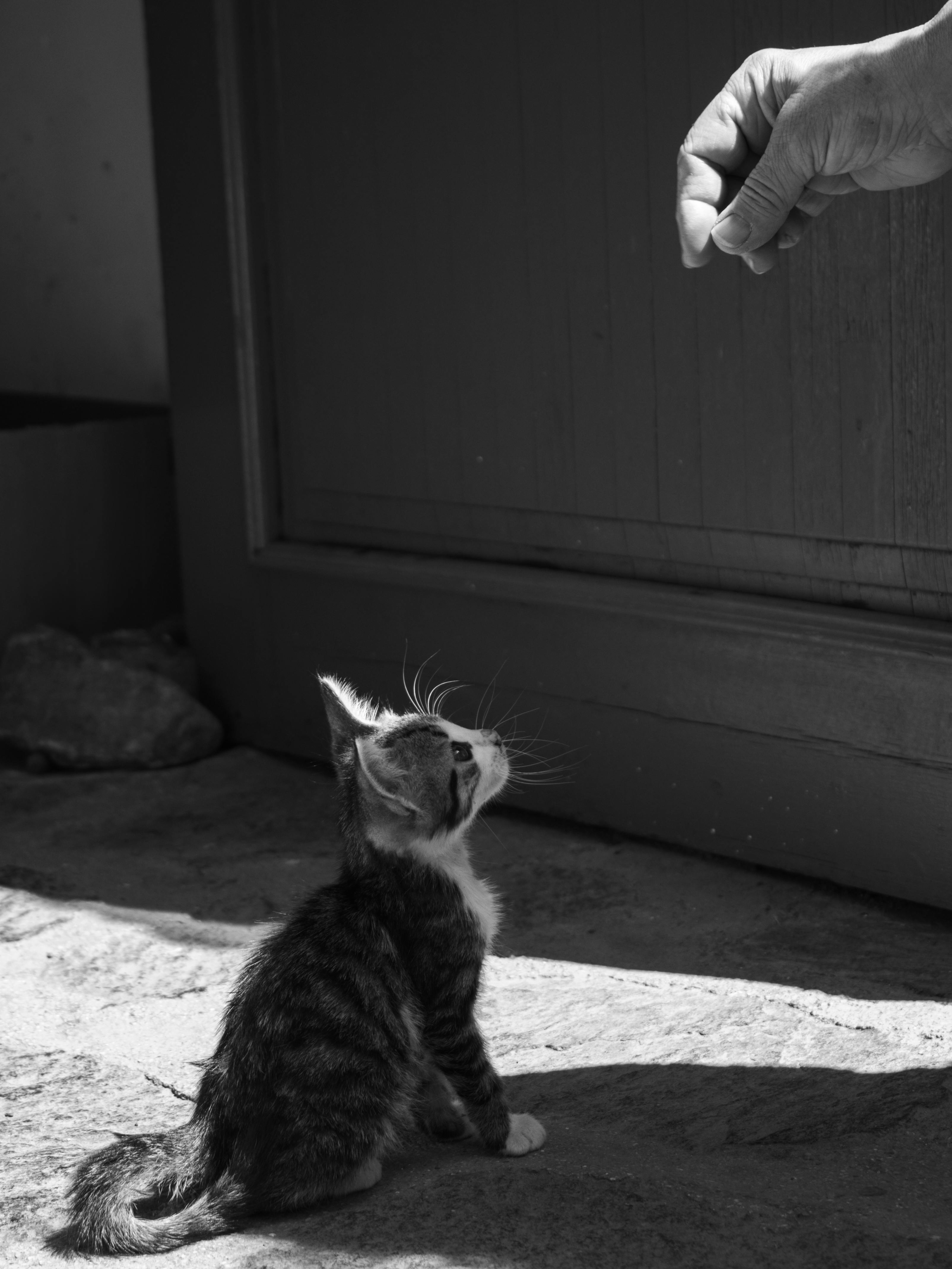 A black and white photo of a kitten reaching out to a person · Free ...