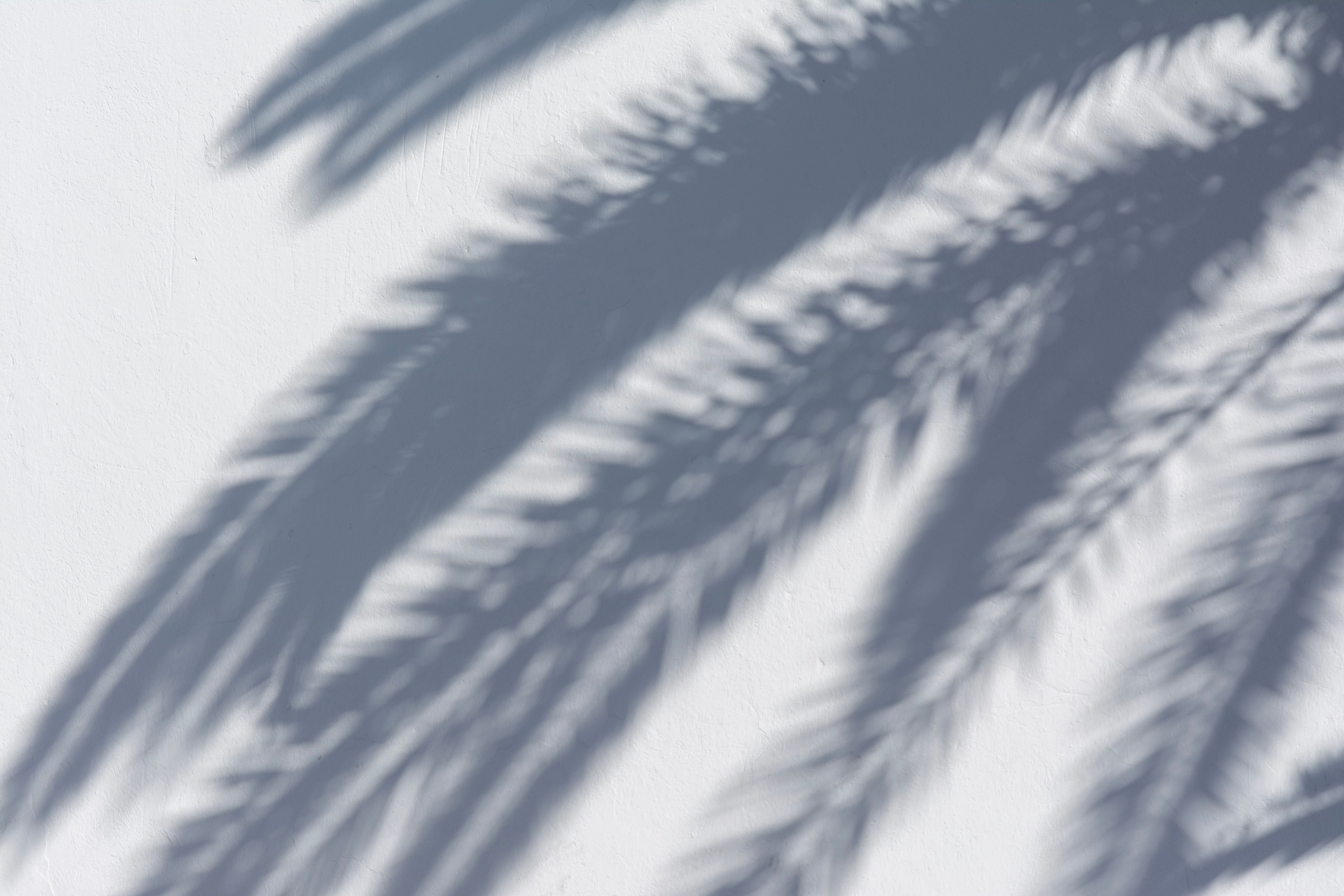 Coconut Frond Illustration Photos, Download The BEST Free Coconut Frond ...