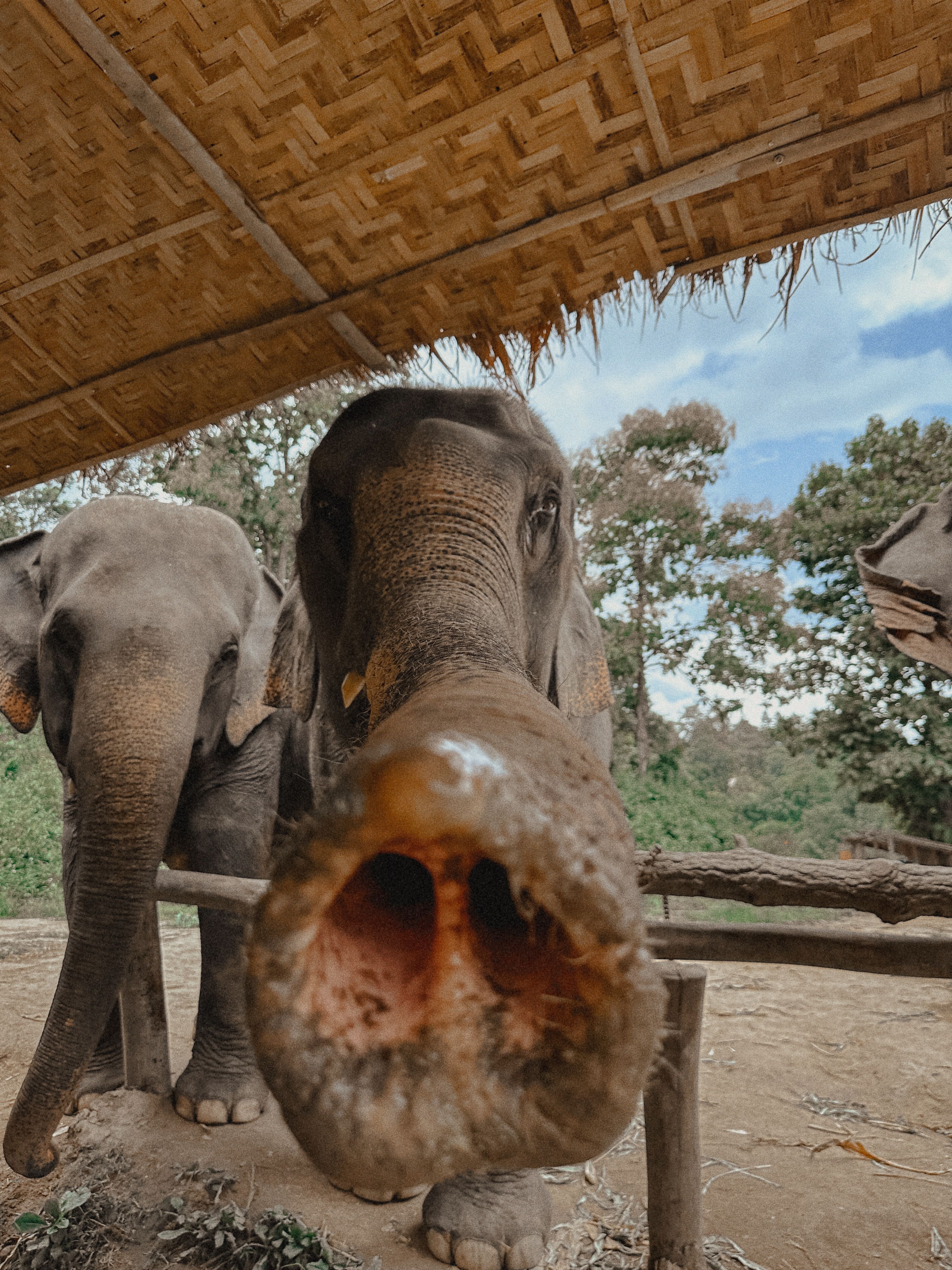 Thailand Elephant Photography