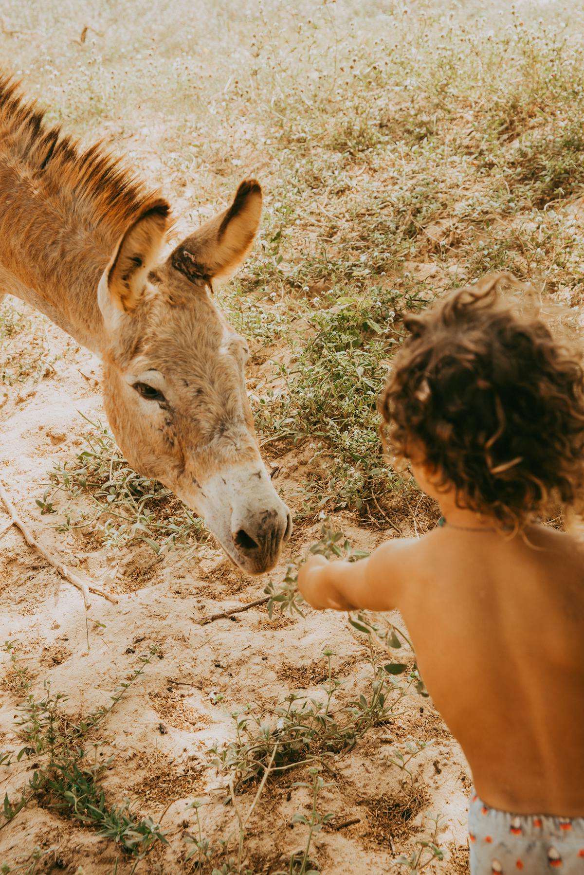 Donkey Back Photos, Download The BEST Free Donkey Back Stock Photos ...