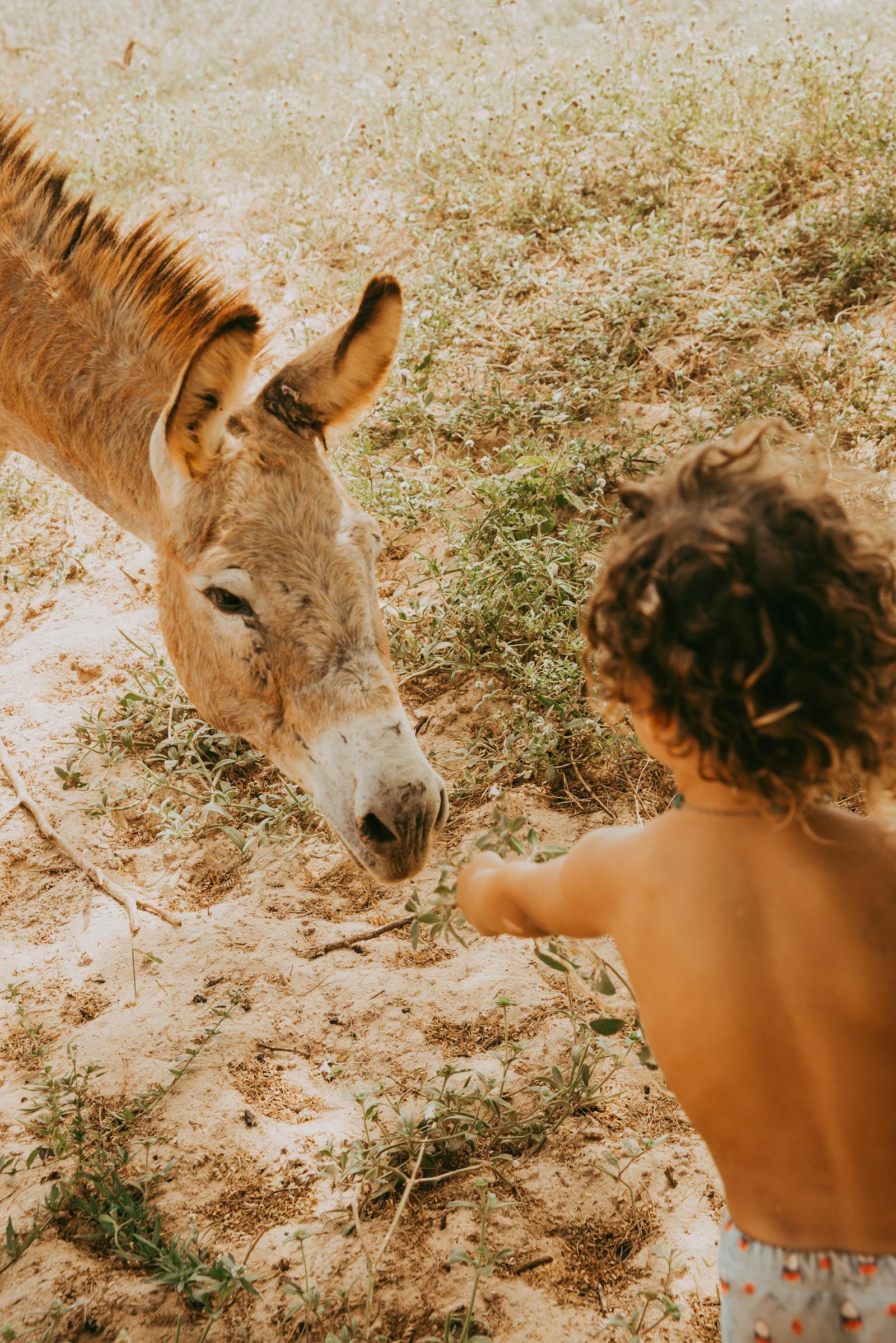 Donkey Back Photos, Download The BEST Free Donkey Back Stock Photos ...