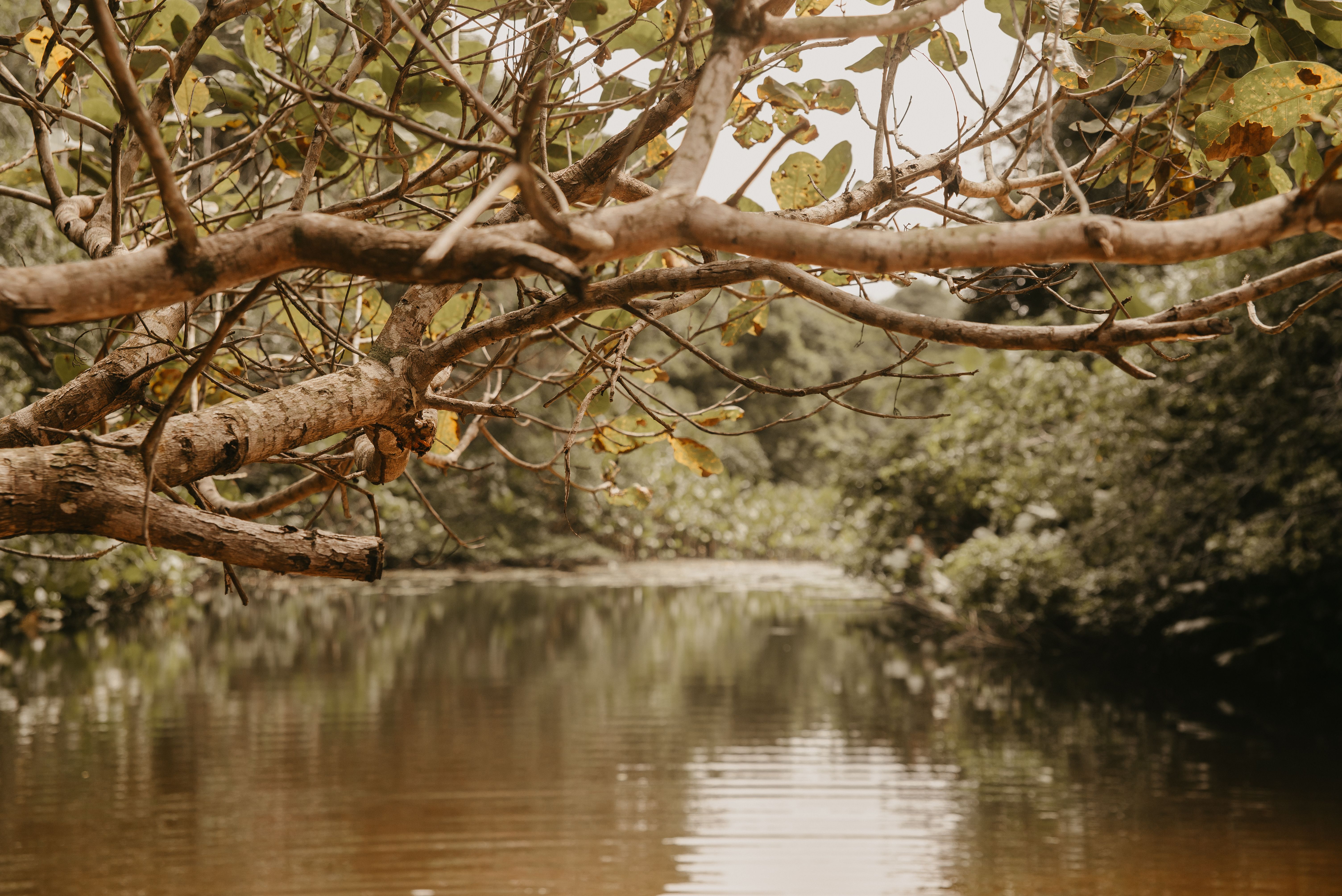 A tree branch over a river with water · Free Stock Photo