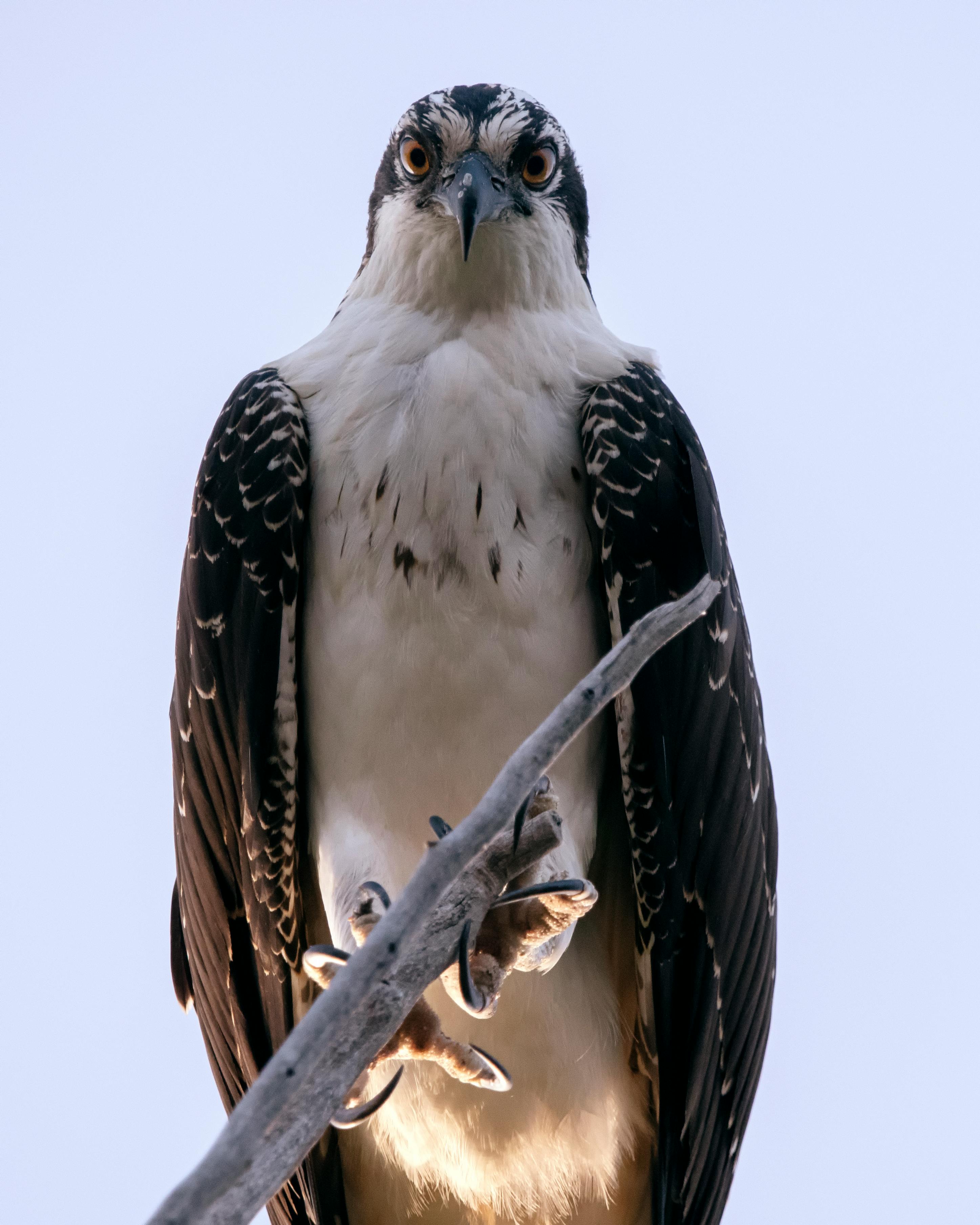 Free stock photo of bird, eyes, osprey