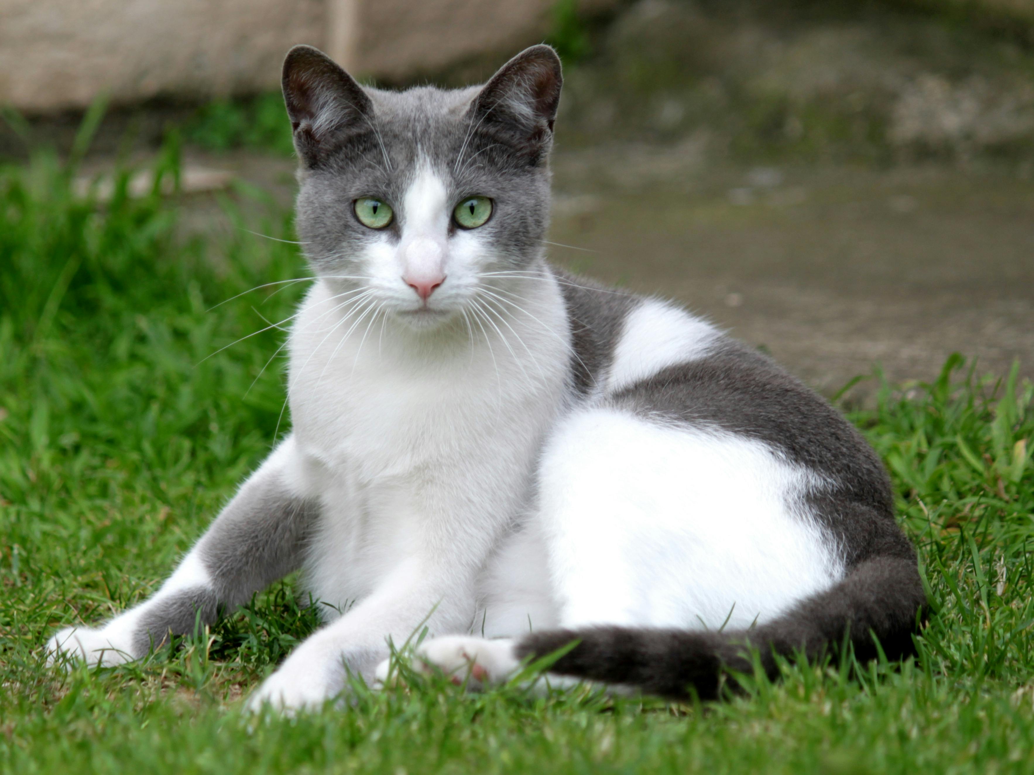GREY AND WHITE CAT OBSERVING CAMERA · Free Stock Photo