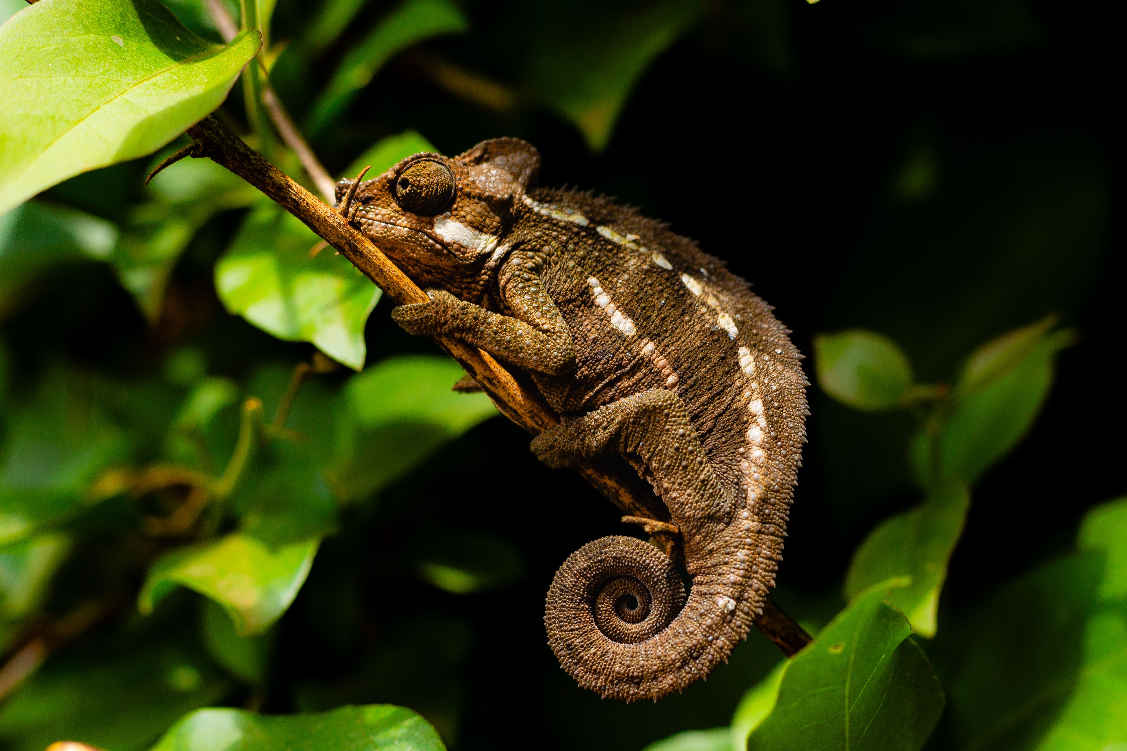 African Chameleon Tail Photos, Download The BEST Free African Chameleon ...