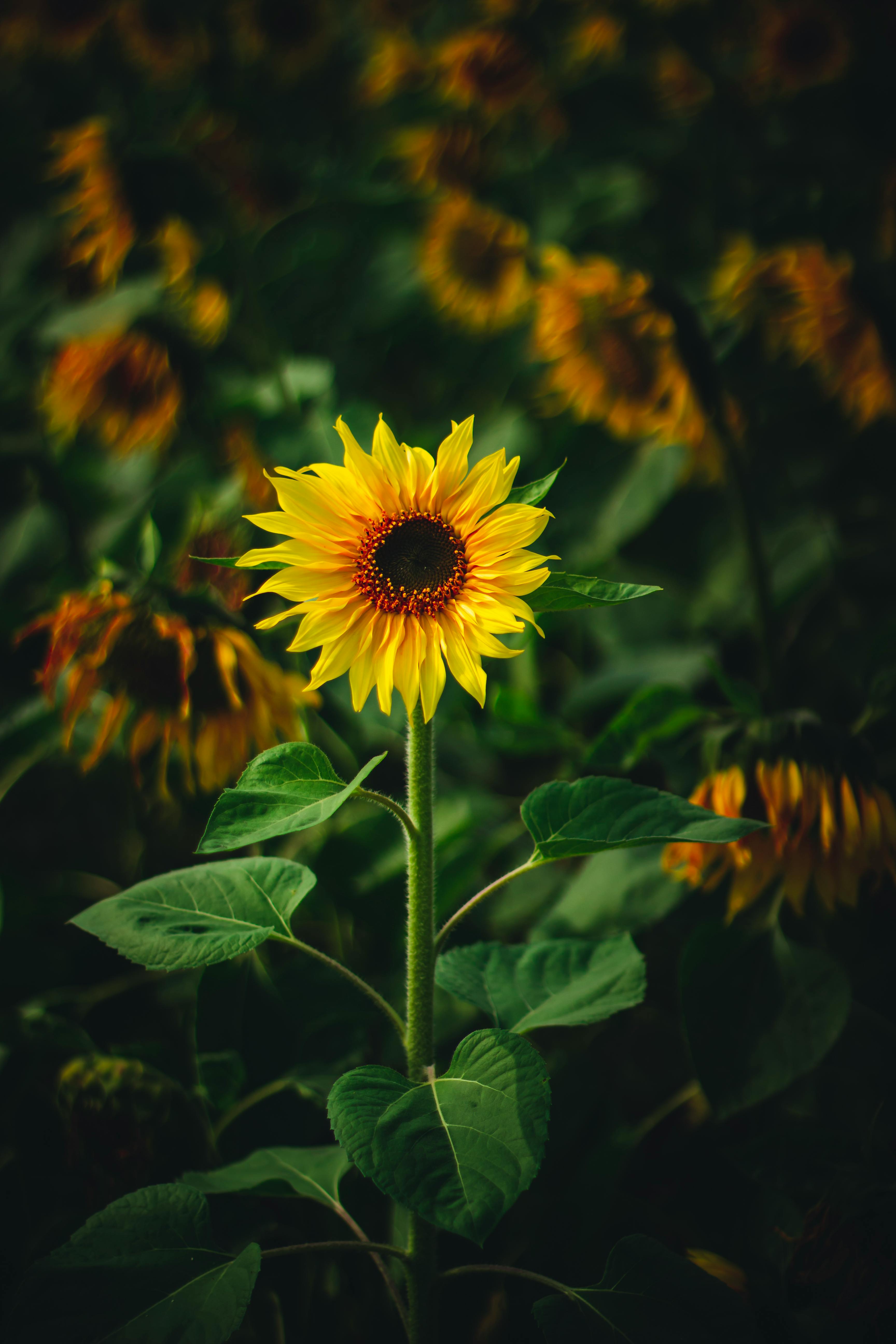 Sunflower · Free Stock Photo