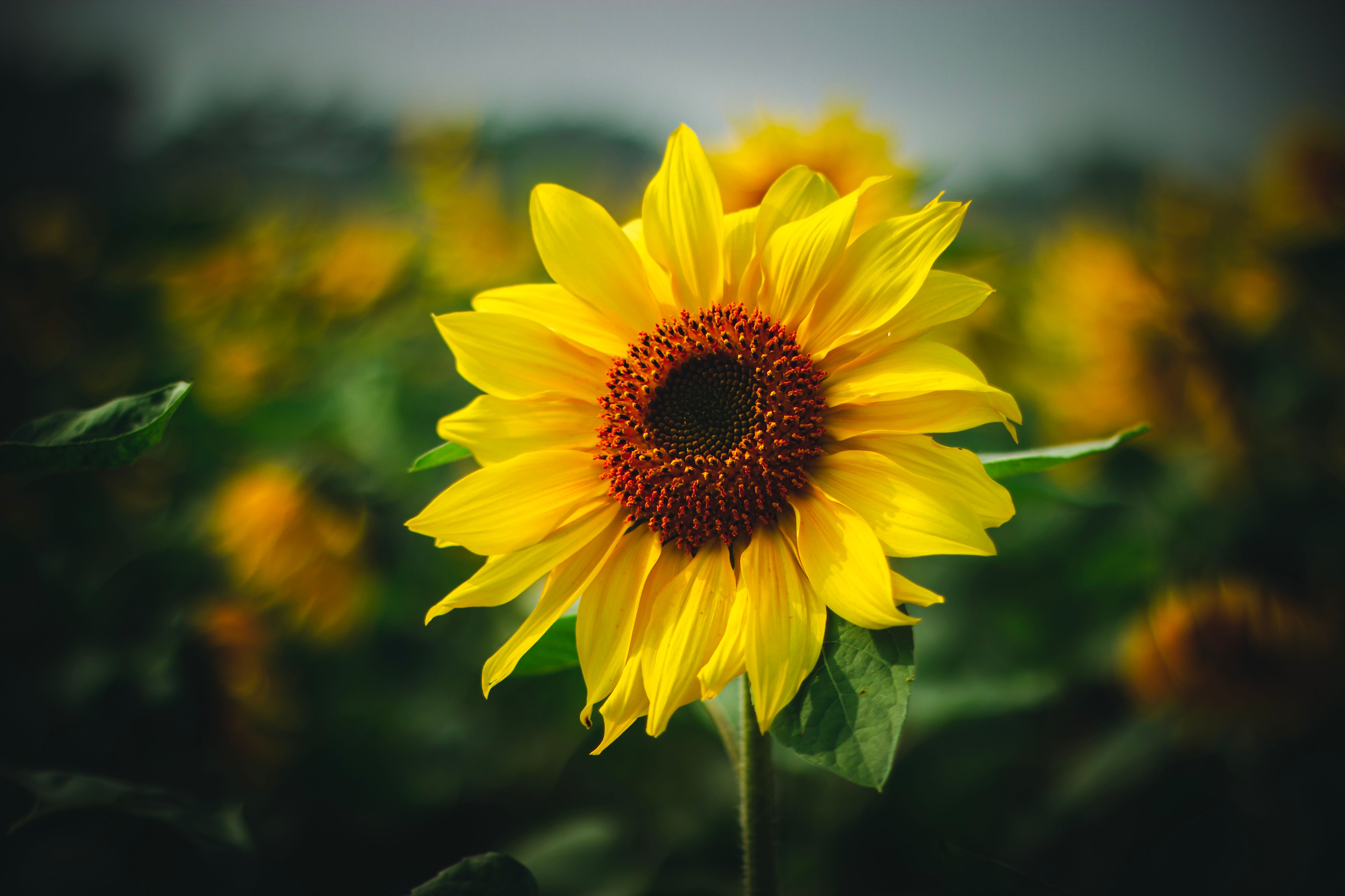 Sunflower · Free Stock Photo