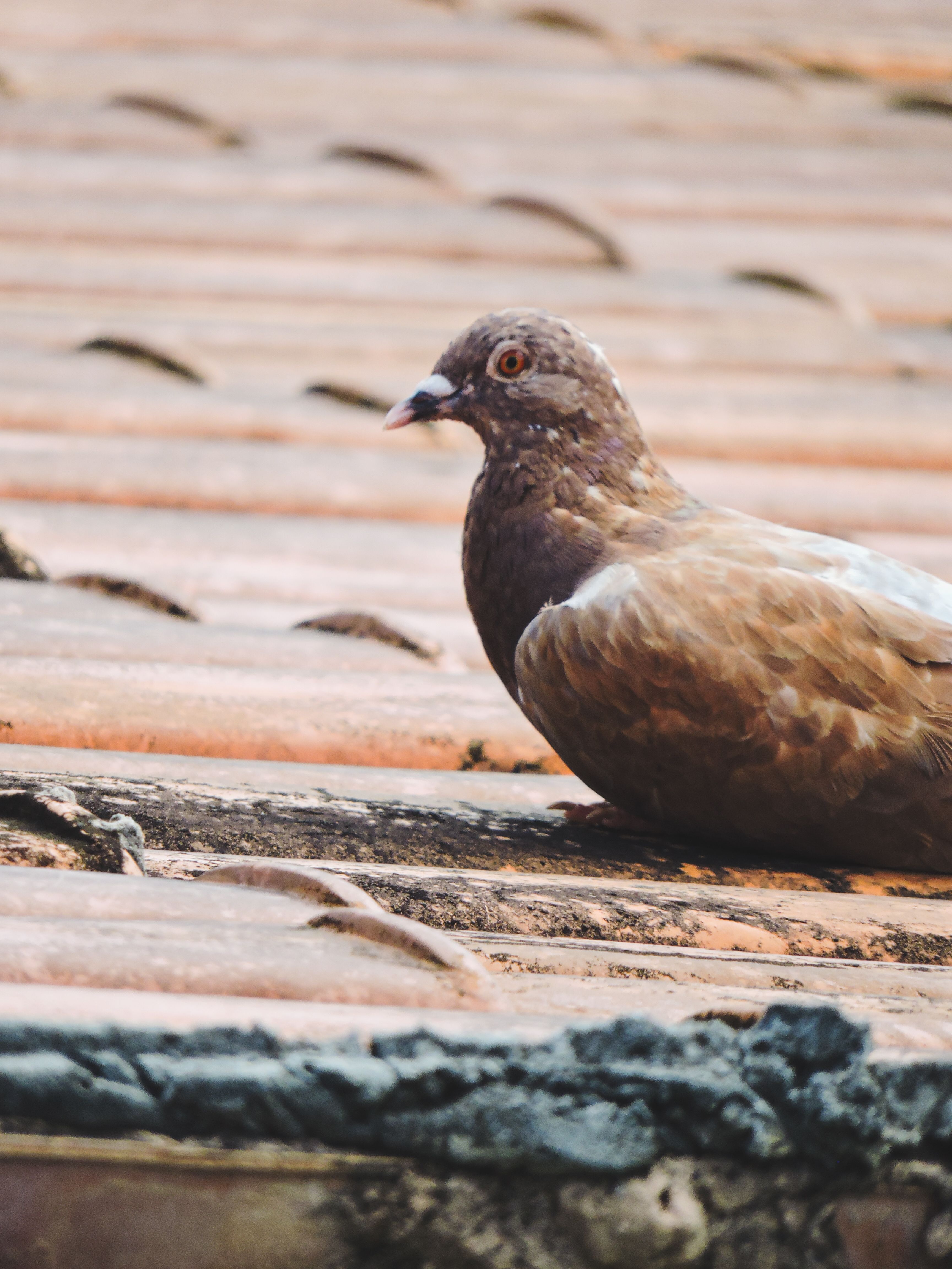 Rock Dove · Free Stock Photo