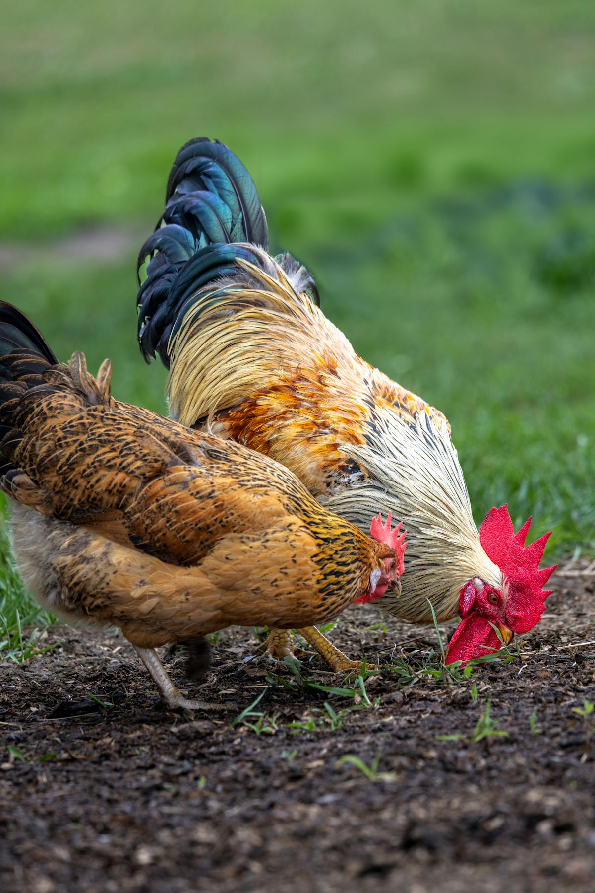 Chicken Wallpapers Photos, Download The BEST Free Chicken Wallpapers ...